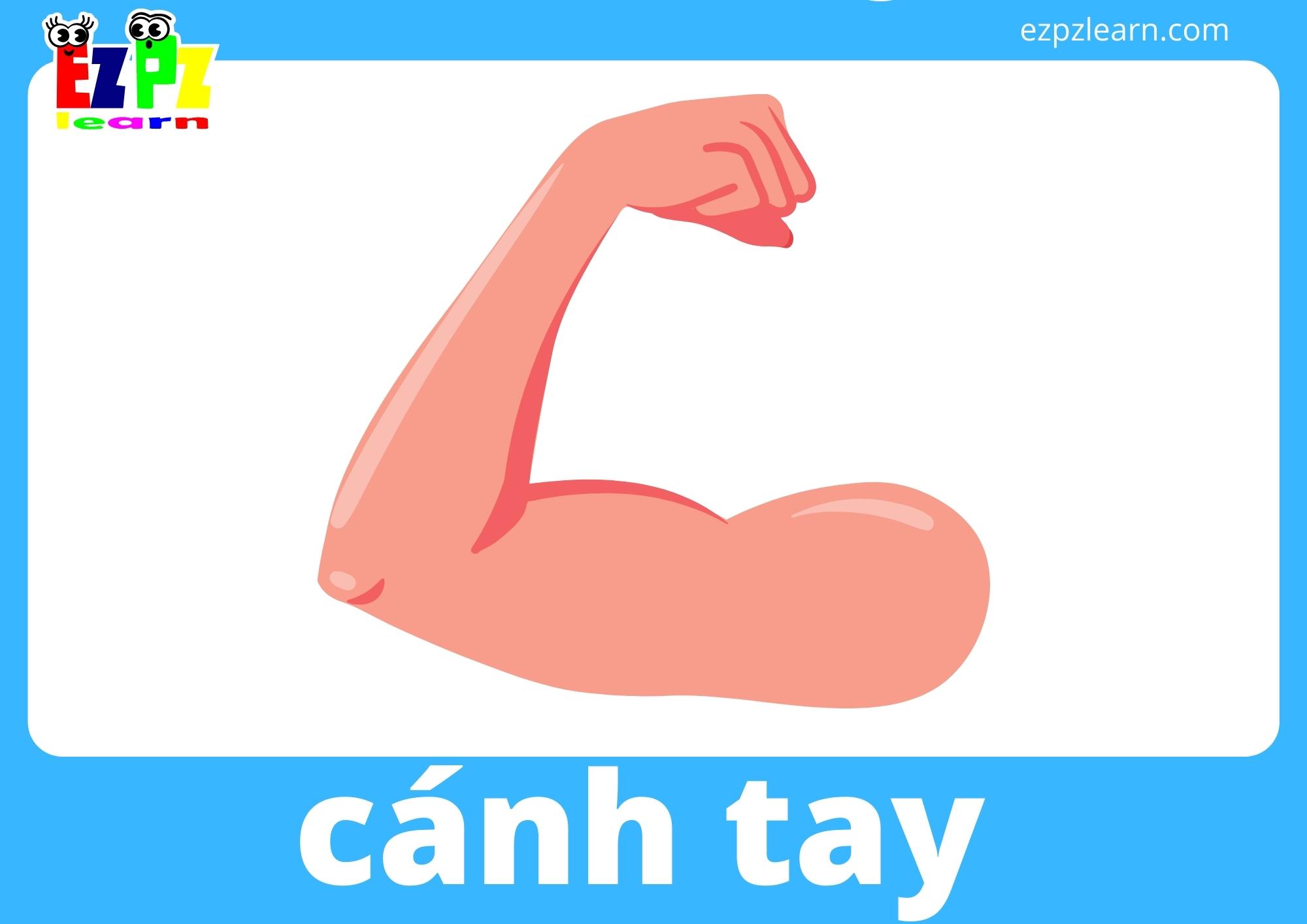 Body Parts - Ezpzlearn.com