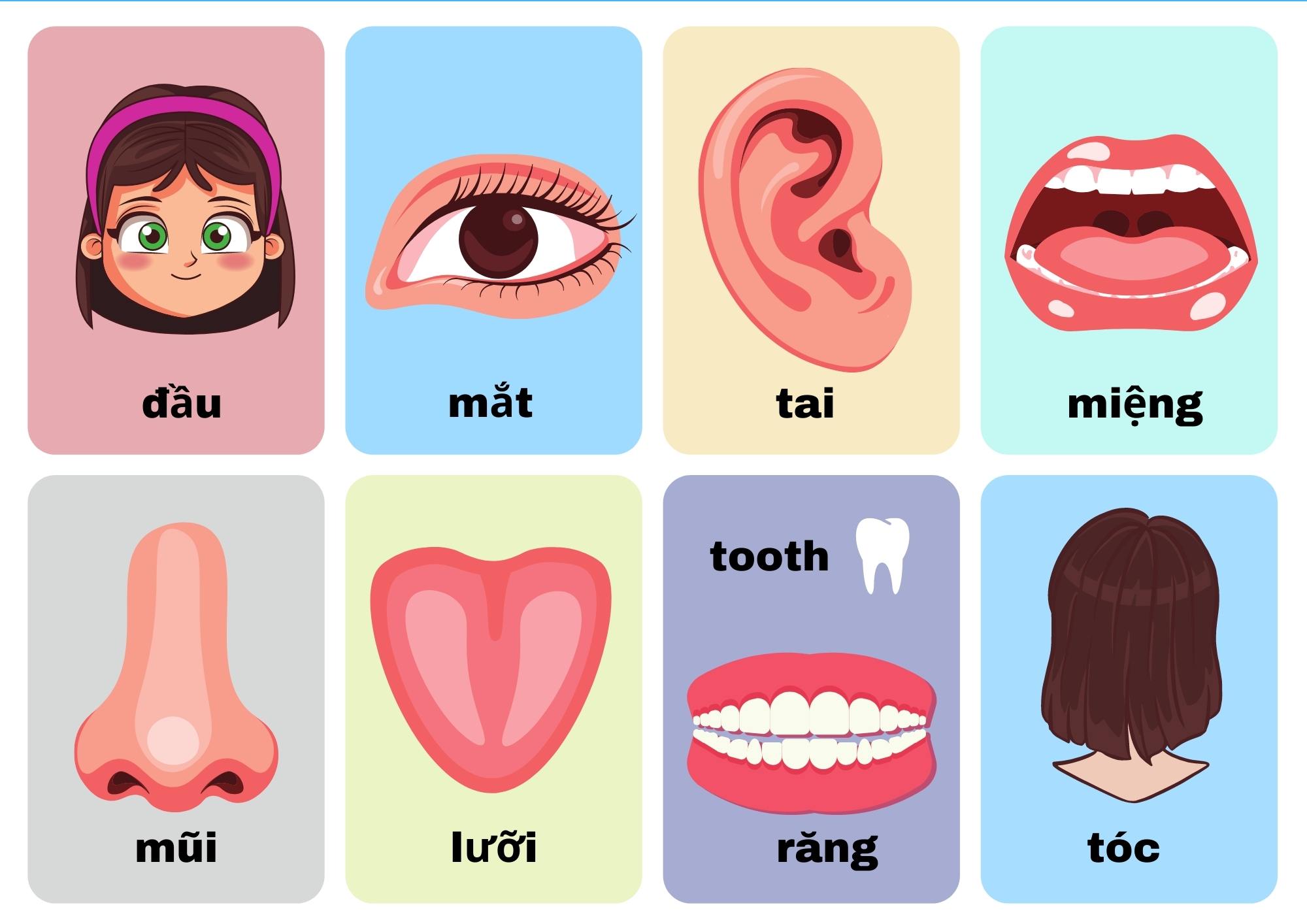 Body Parts - Ezpzlearn.com