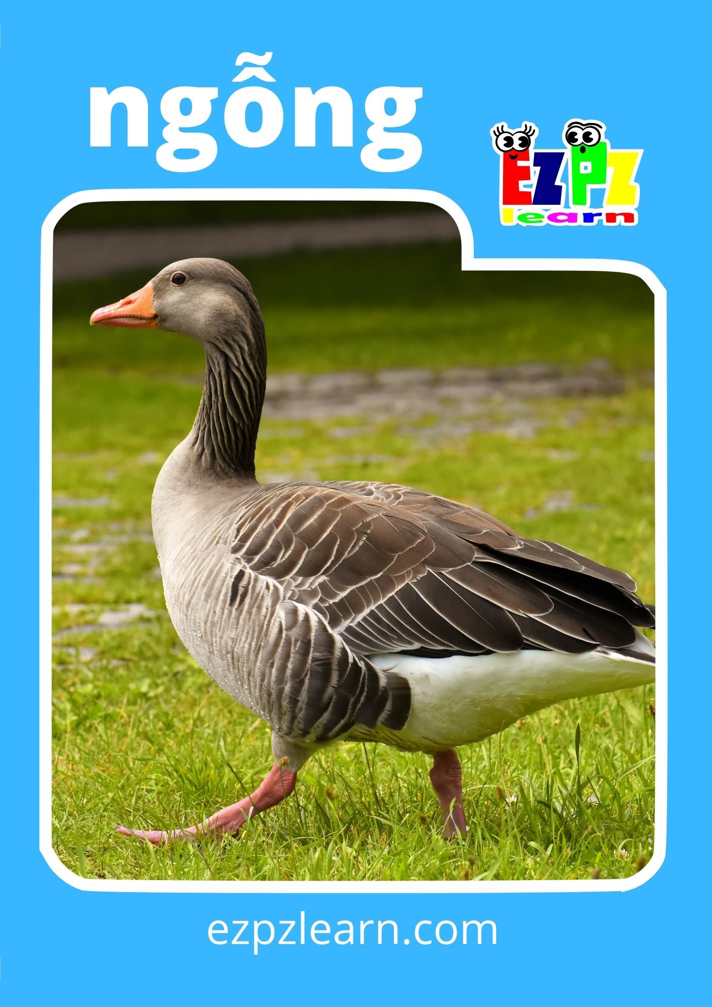 Farm Animals with photos - Ezpzlearn.com