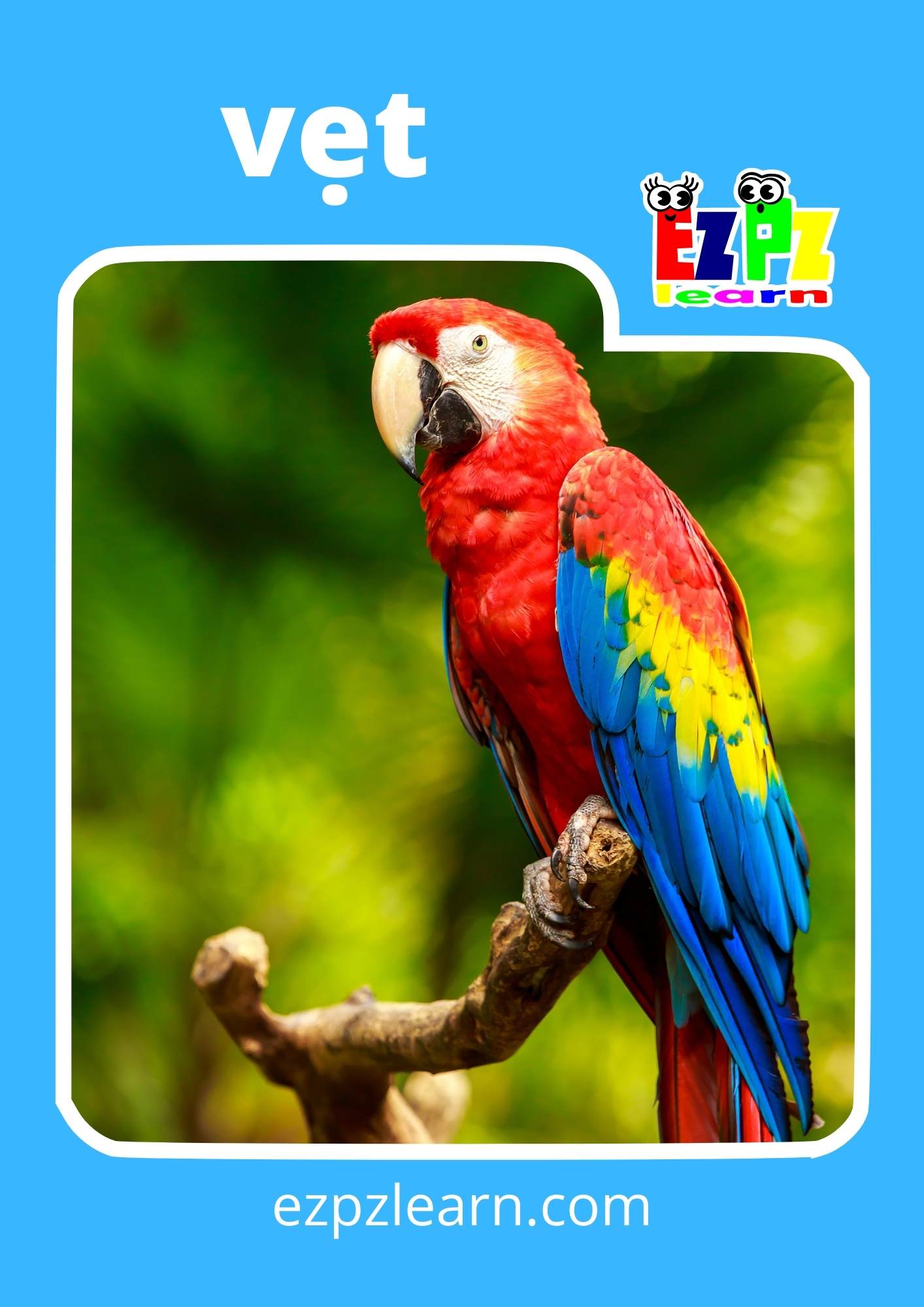 Pets Photo Flashcards - Ezpzlearn.com