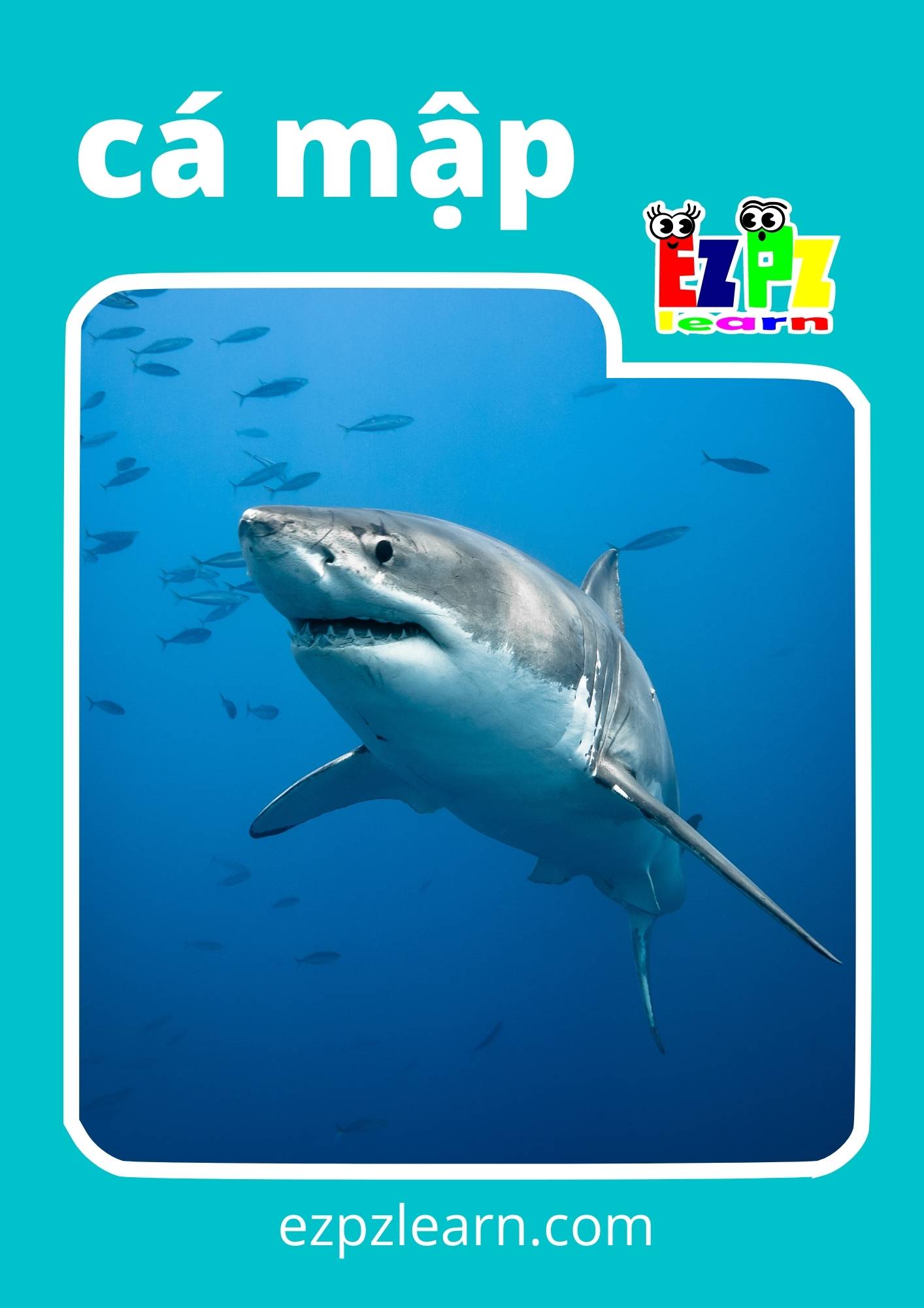 Sea Animals Photo Flashcards - Ezpzlearn.com