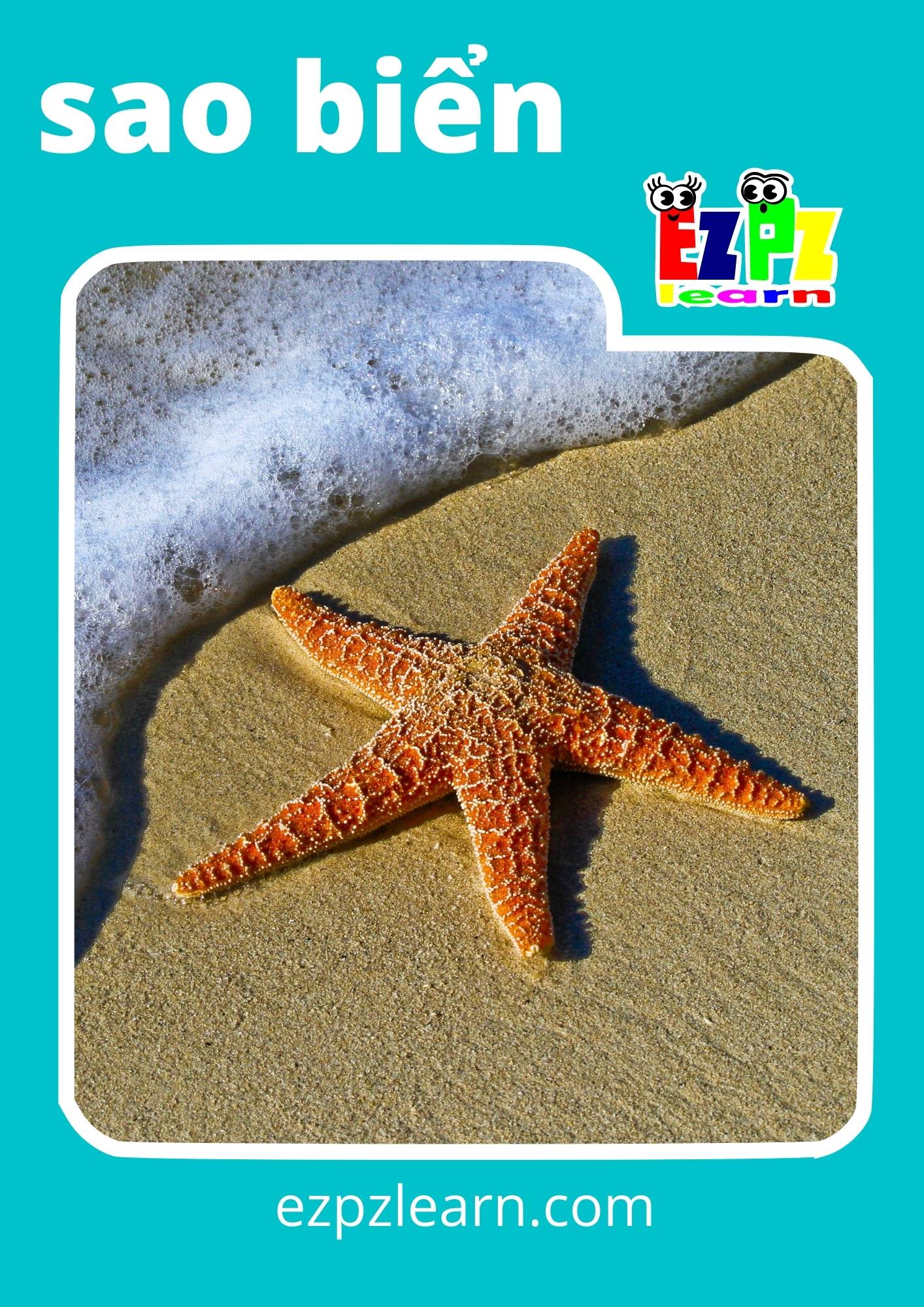 Sea Animals Photo Flashcards - Ezpzlearn.com