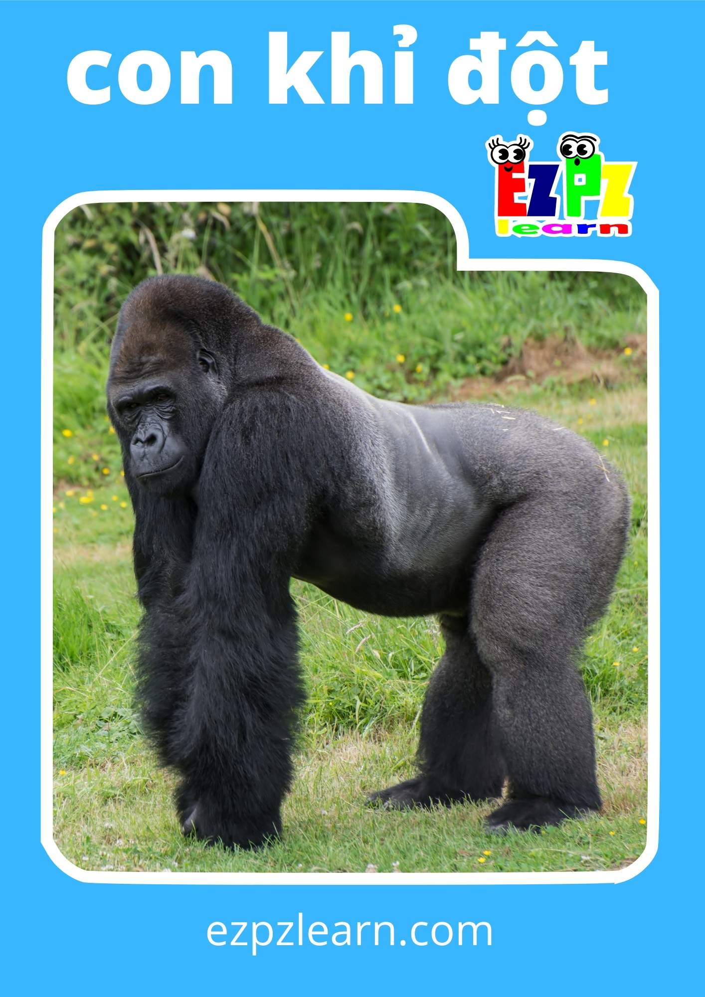 Wild Animals with photos - Ezpzlearn.com