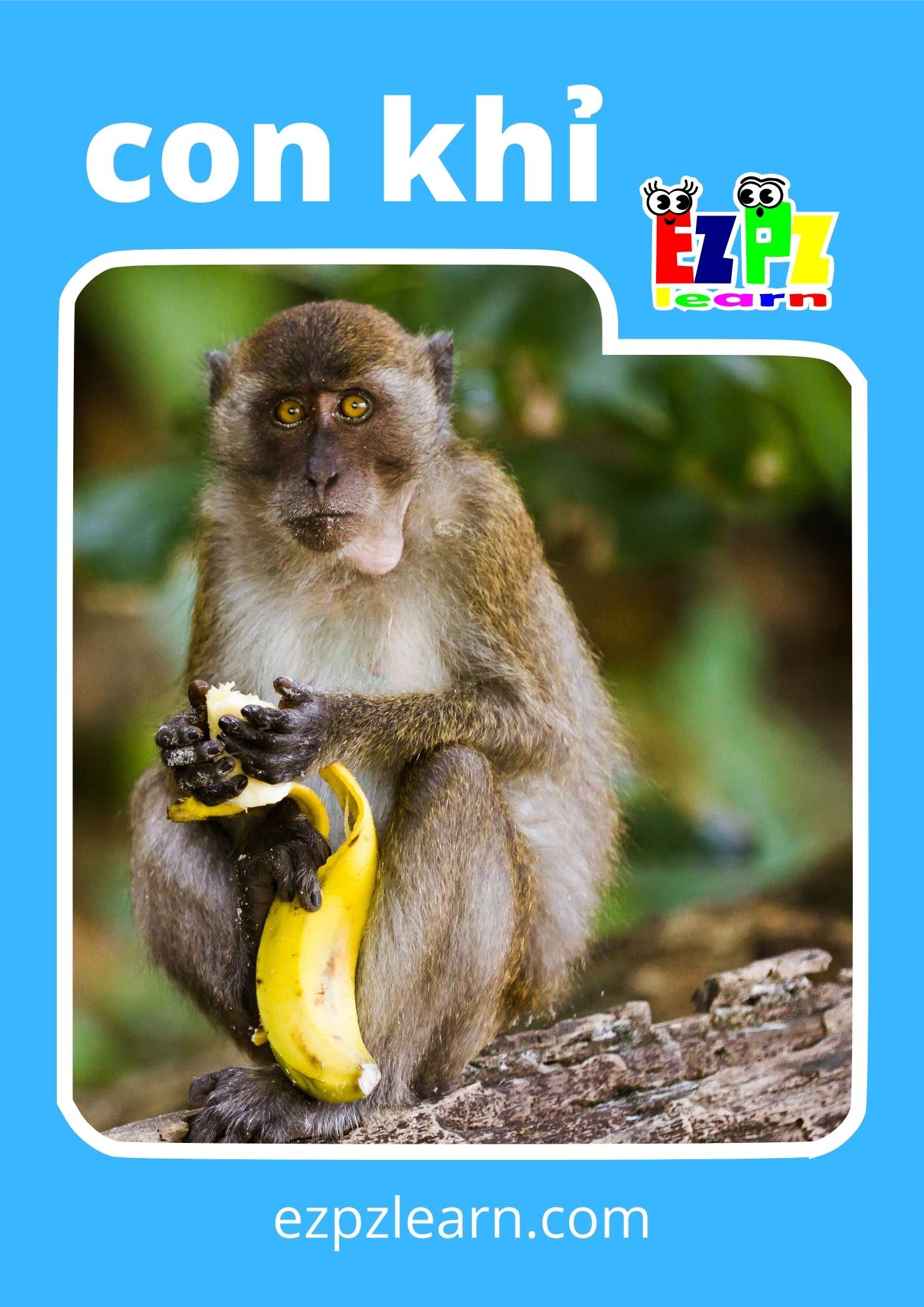 Wild Animals with photos - Ezpzlearn.com