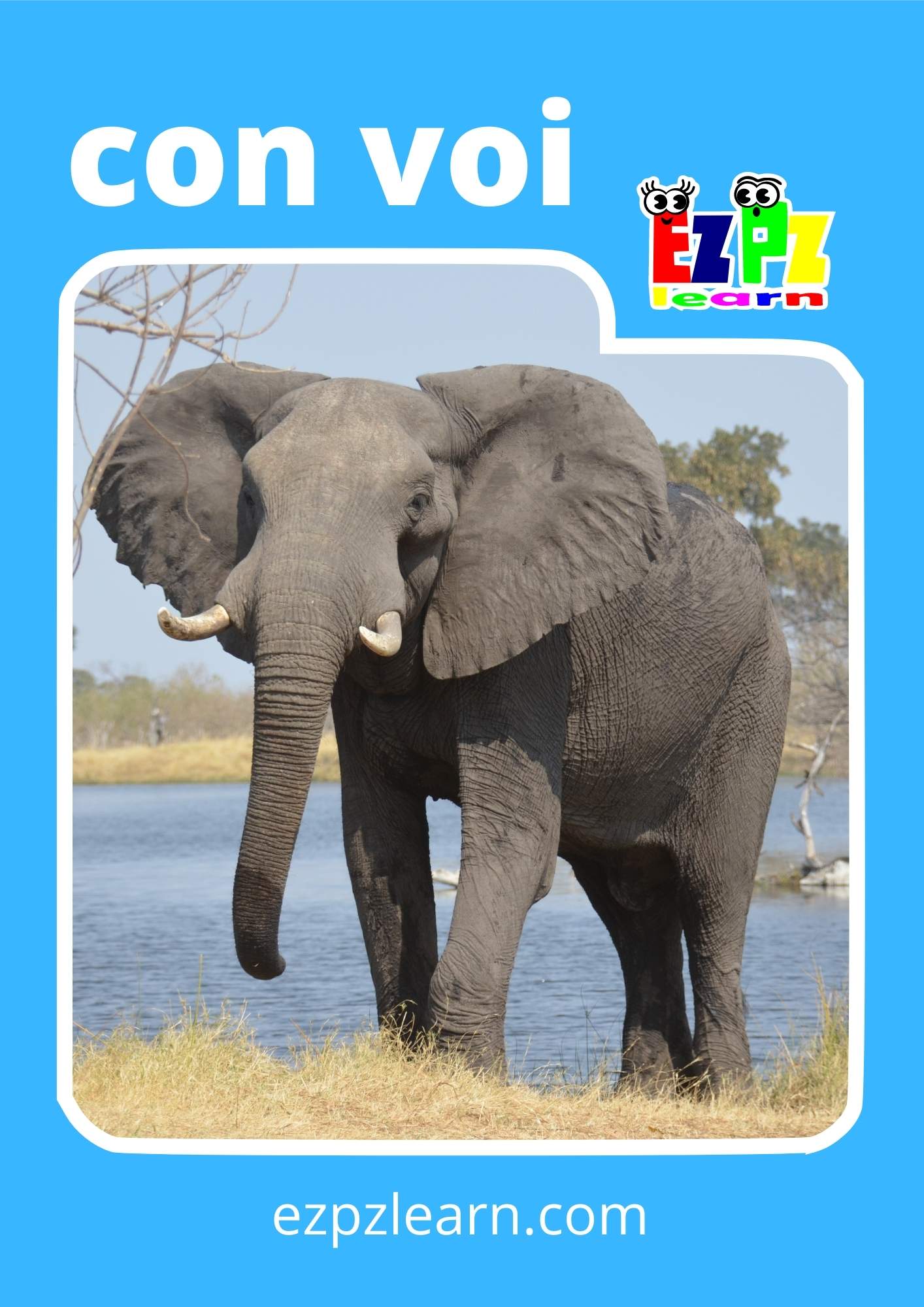 Wild Animals with photos - Ezpzlearn.com