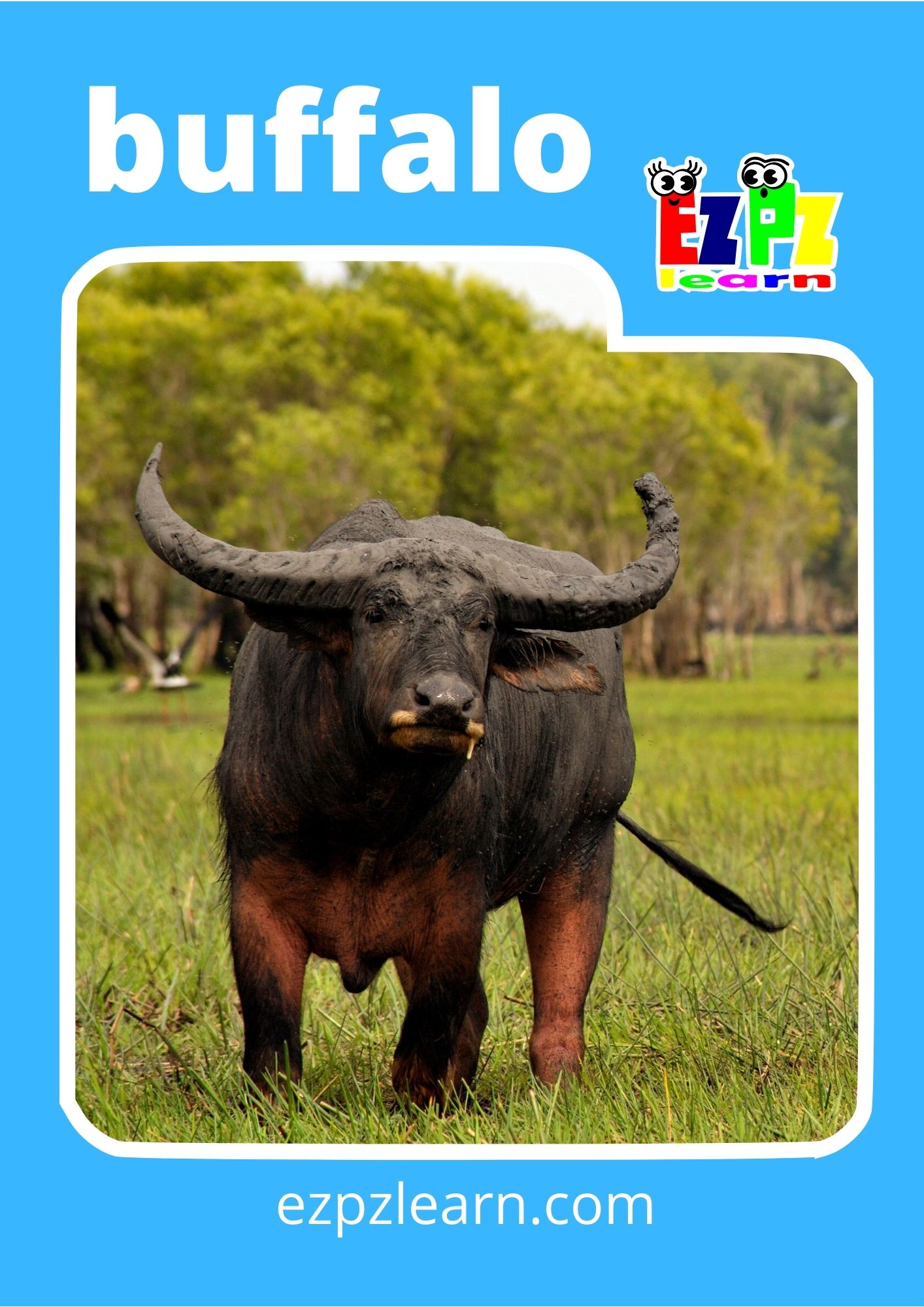 Farm Animals Photo Flashcards View Online or Free PDF Download ...