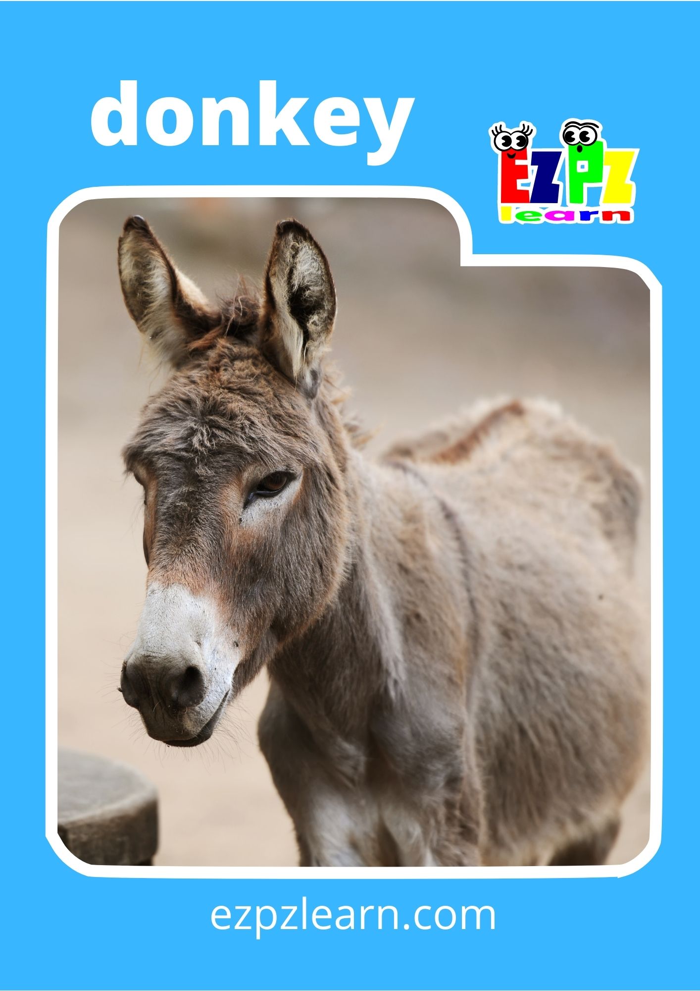 Farm Animals Photo Flashcards View Online or Free PDF Download ...