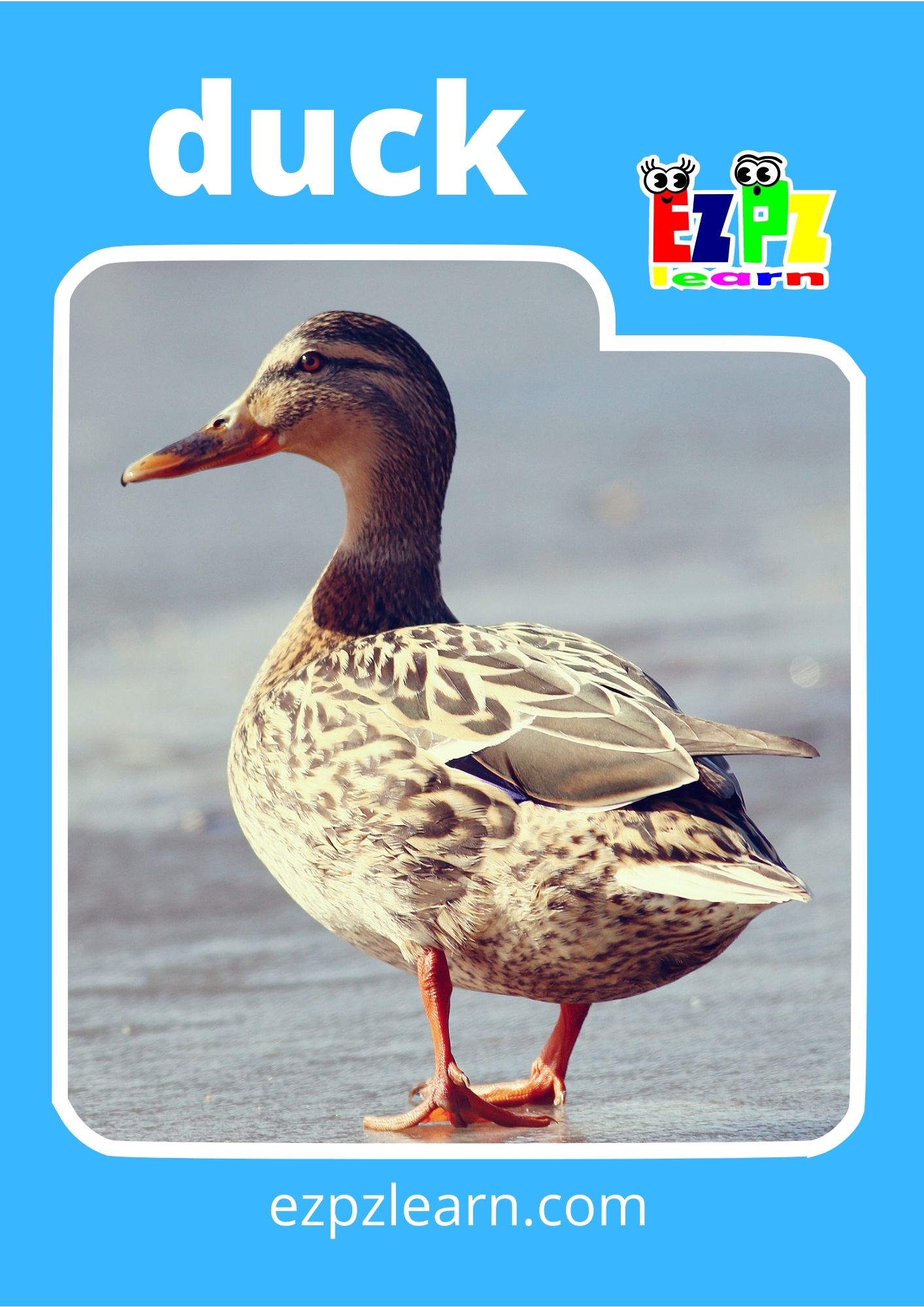 Farm Animals Photo Flashcards - Ezpzlearn.com