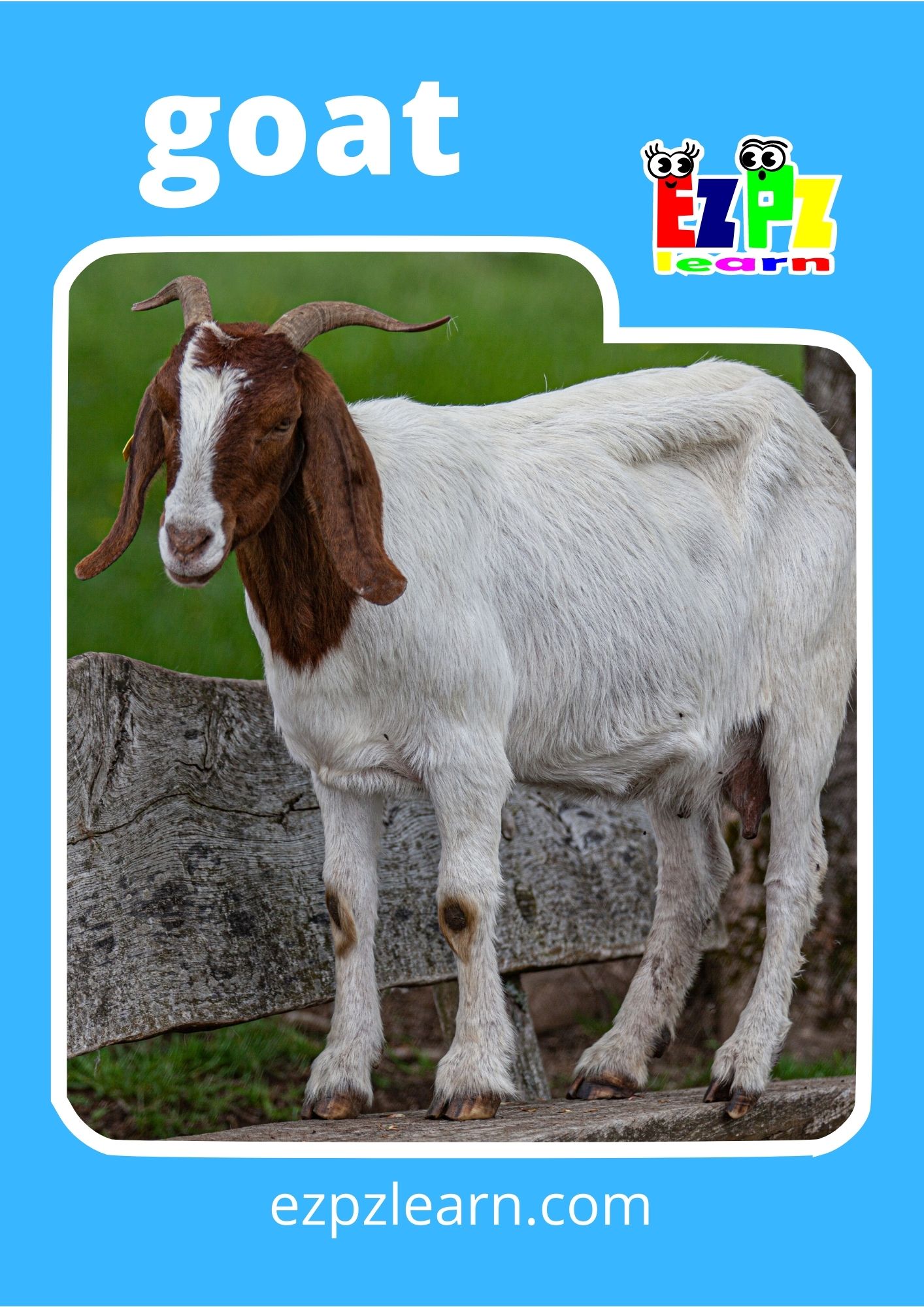 Farm Animals Photo Flashcards - Ezpzlearn.com
