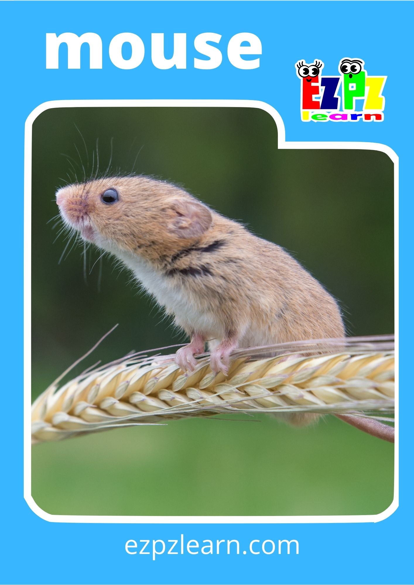 Farm Animals Photo Flashcards View Online or Free PDF Download ...