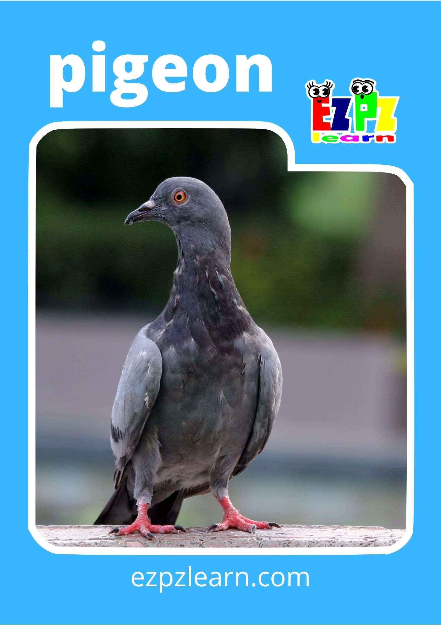 Farm Animals Photo Flashcards View Online or Free PDF Download ...