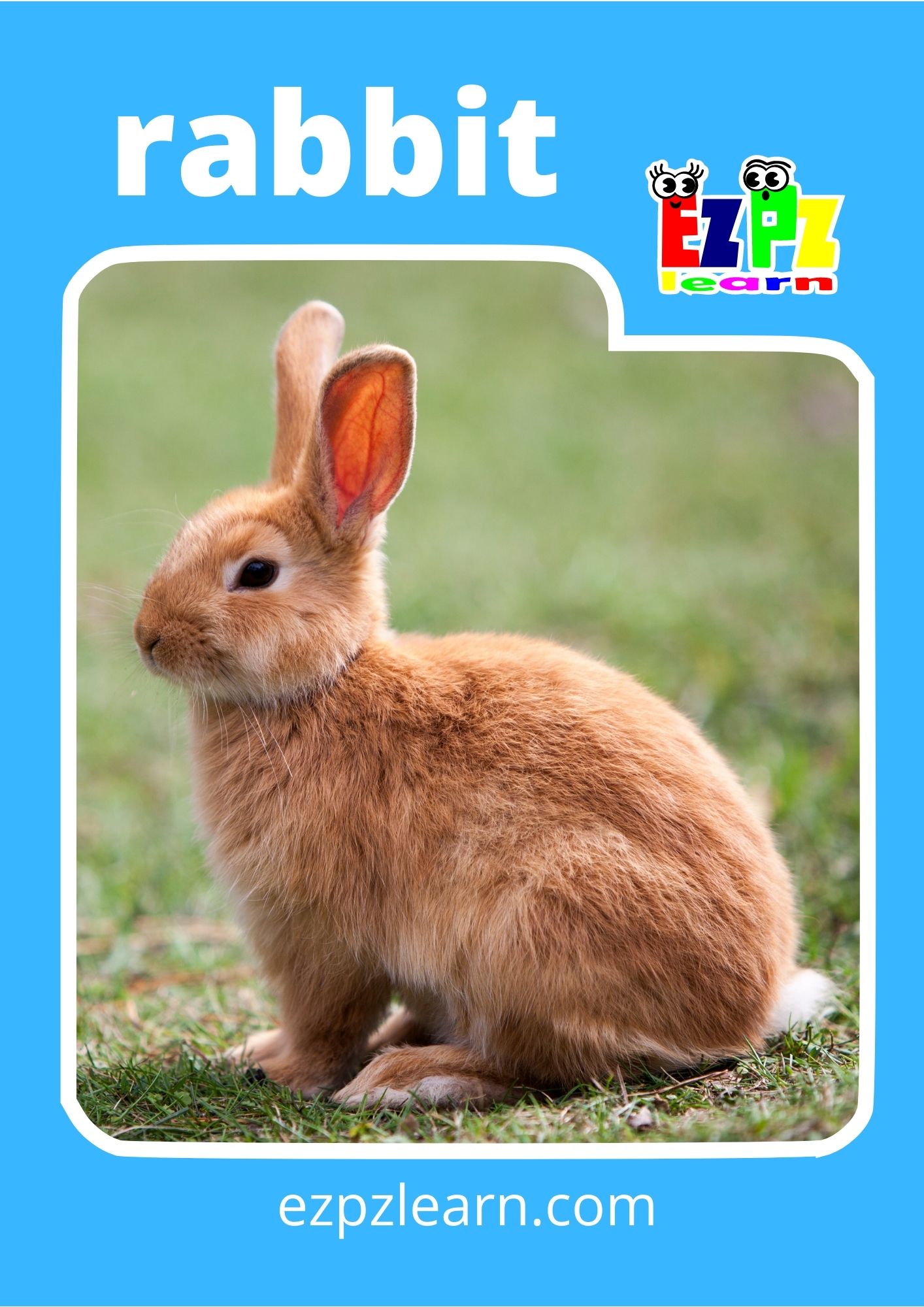 Farm Animals Photo Flashcards View Online or Free PDF Download ...