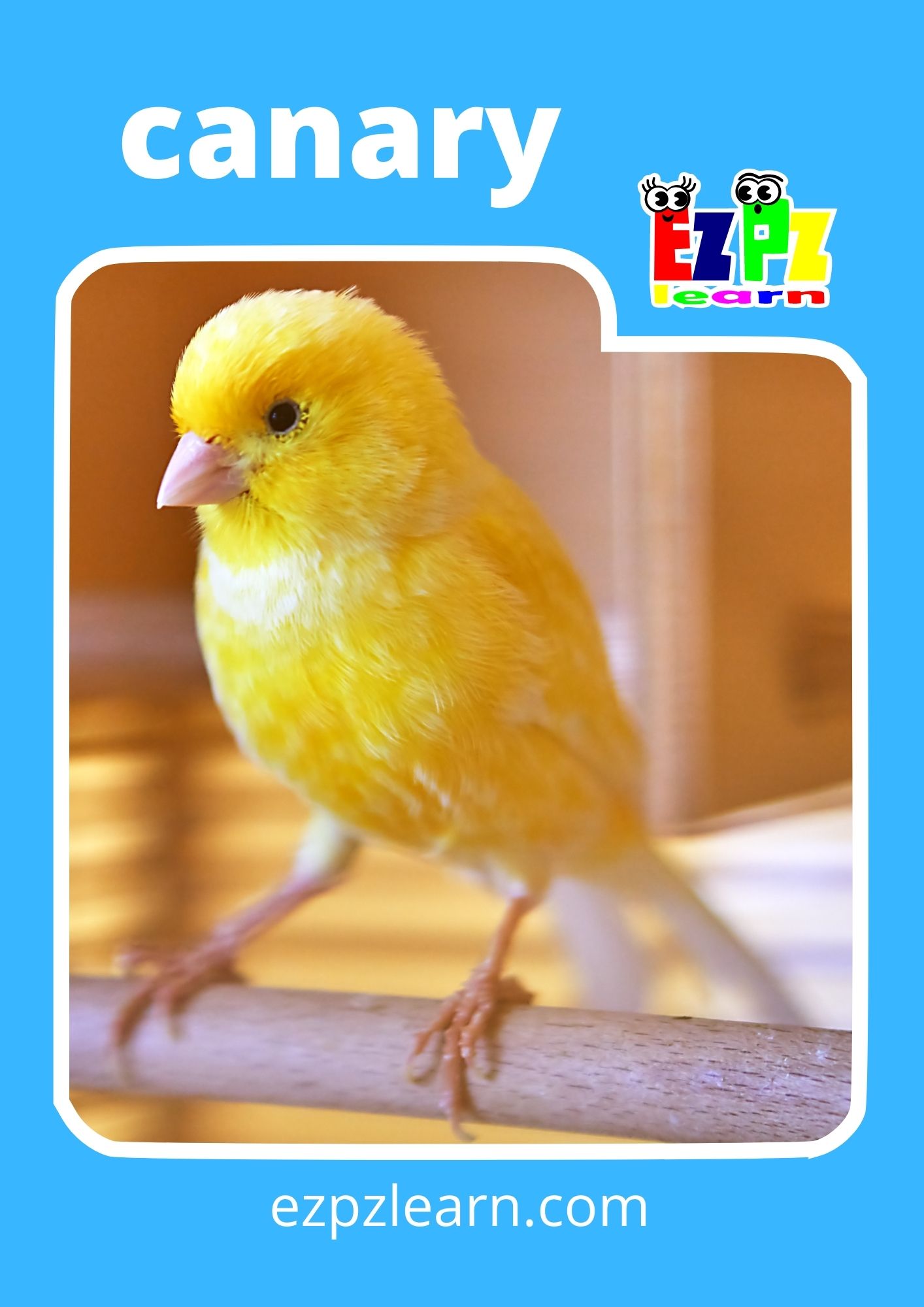 Pets Photo Flashcards - Ezpzlearn.com