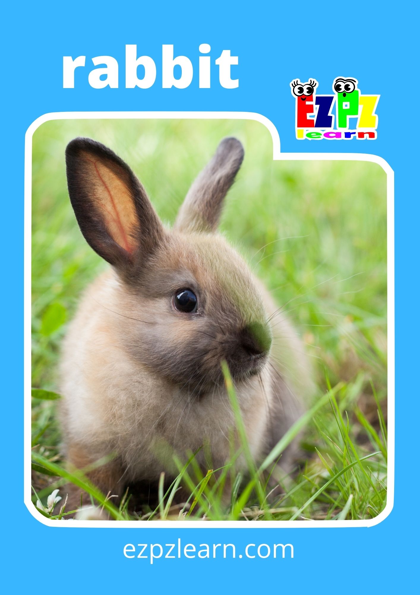 Pets Photo Flashcards - Ezpzlearn.com