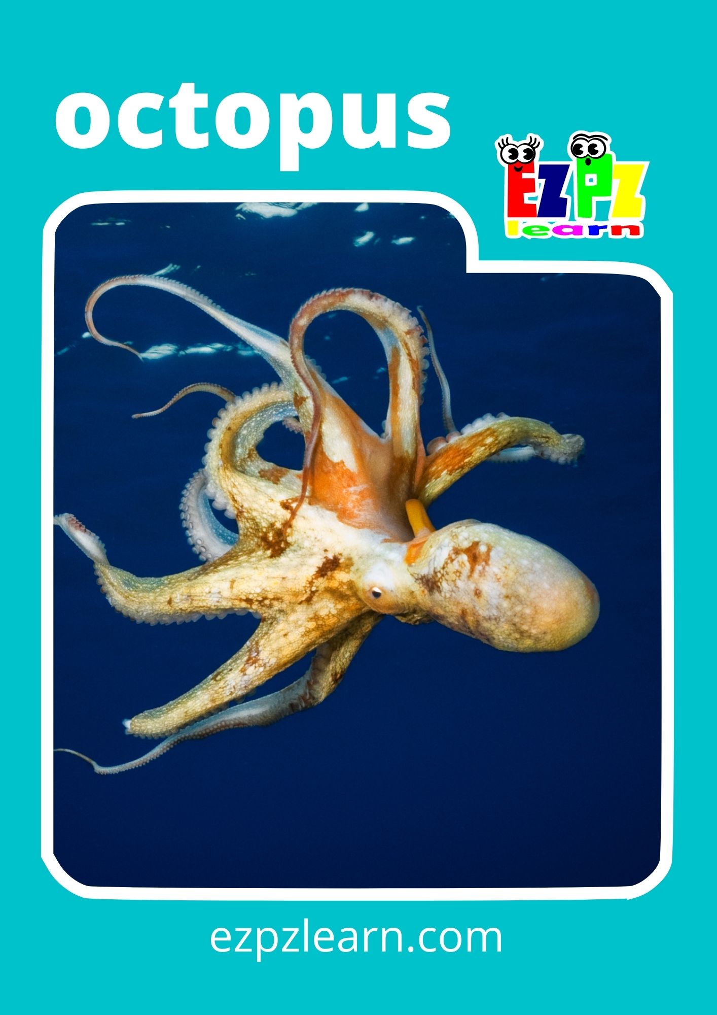 Sea Animals Photo Flashcards - Ezpzlearn.com