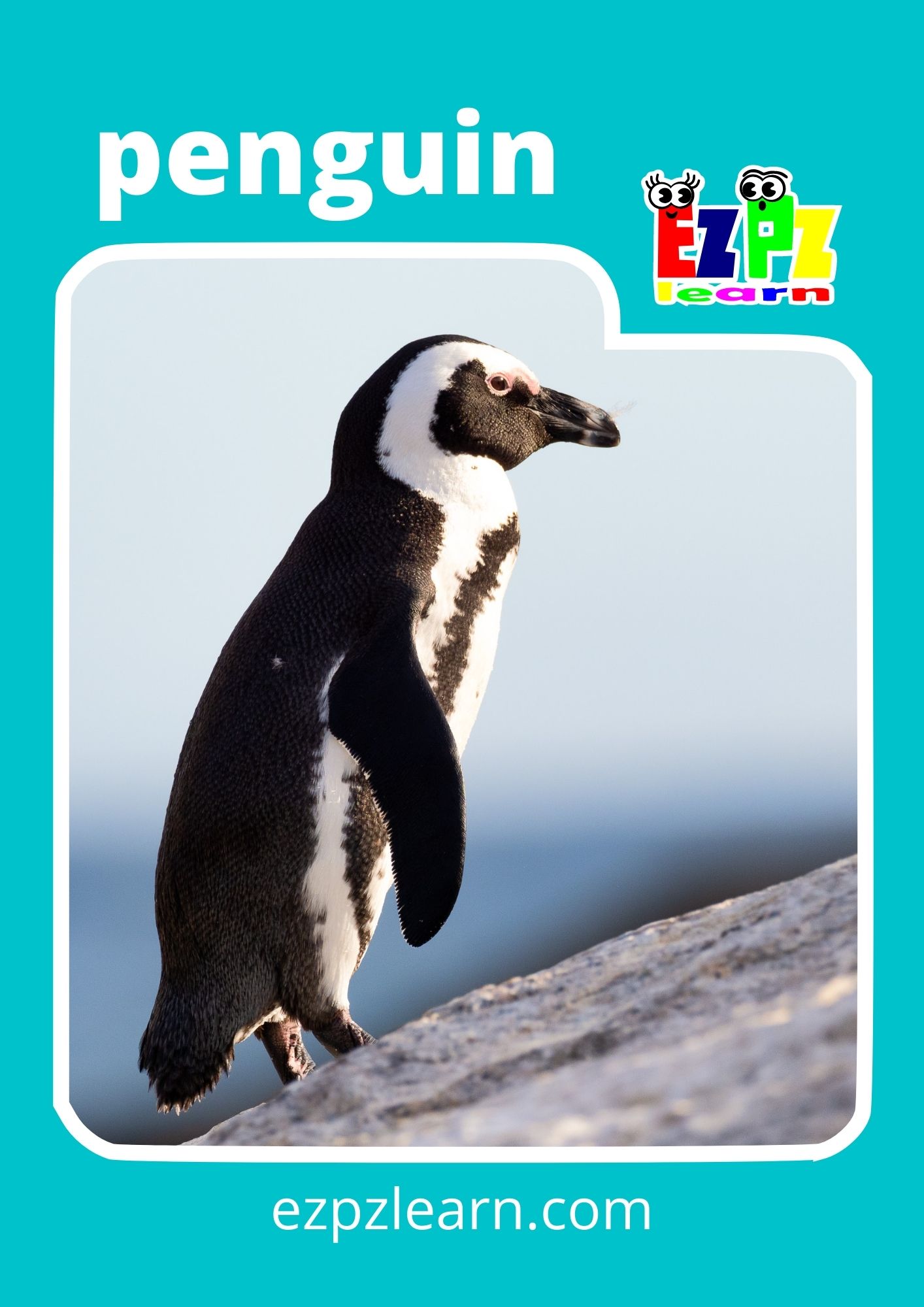 Sea Animals Photo Flashcards - Ezpzlearn.com