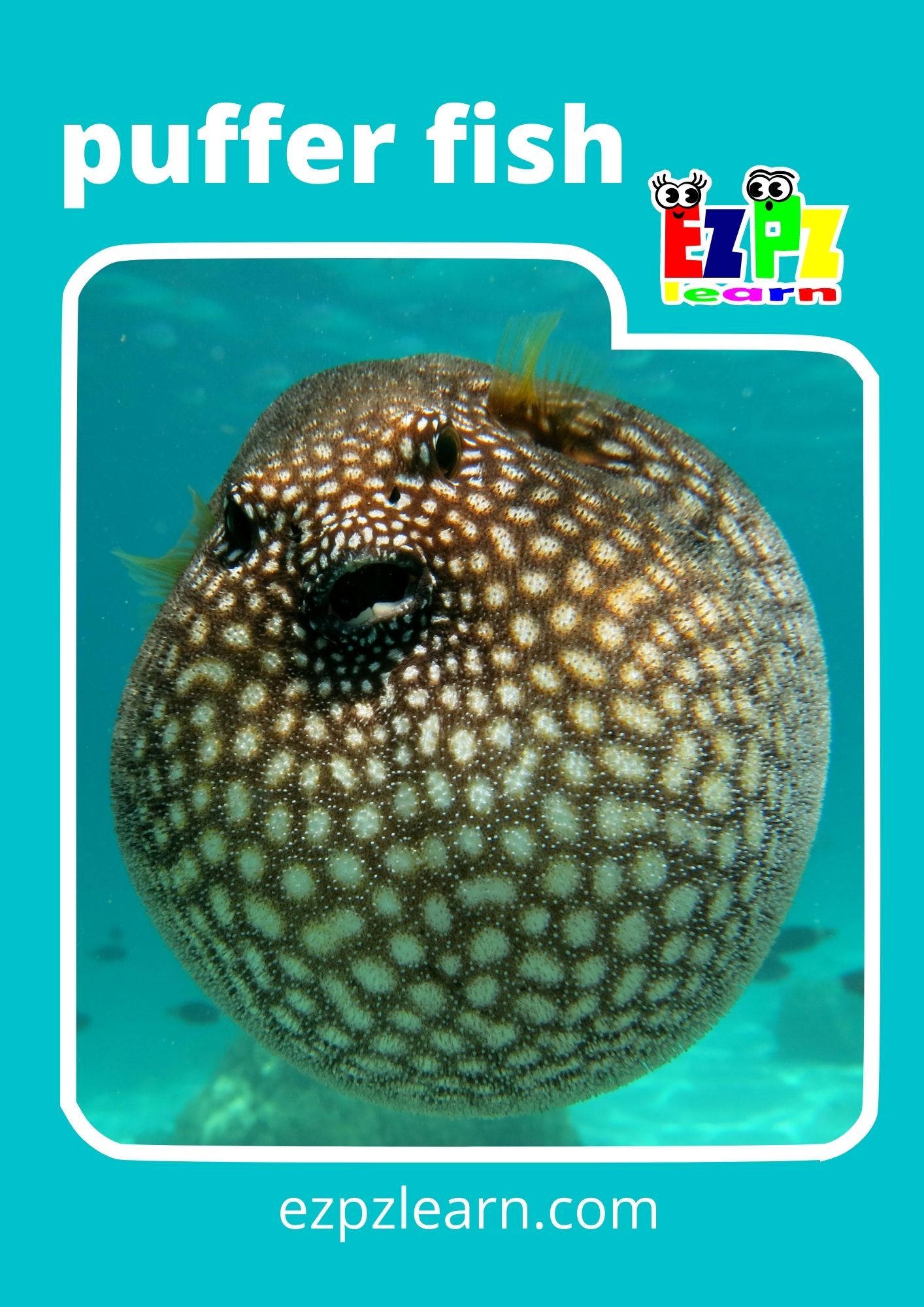 Sea Animals Photo Flashcards - Ezpzlearn.com