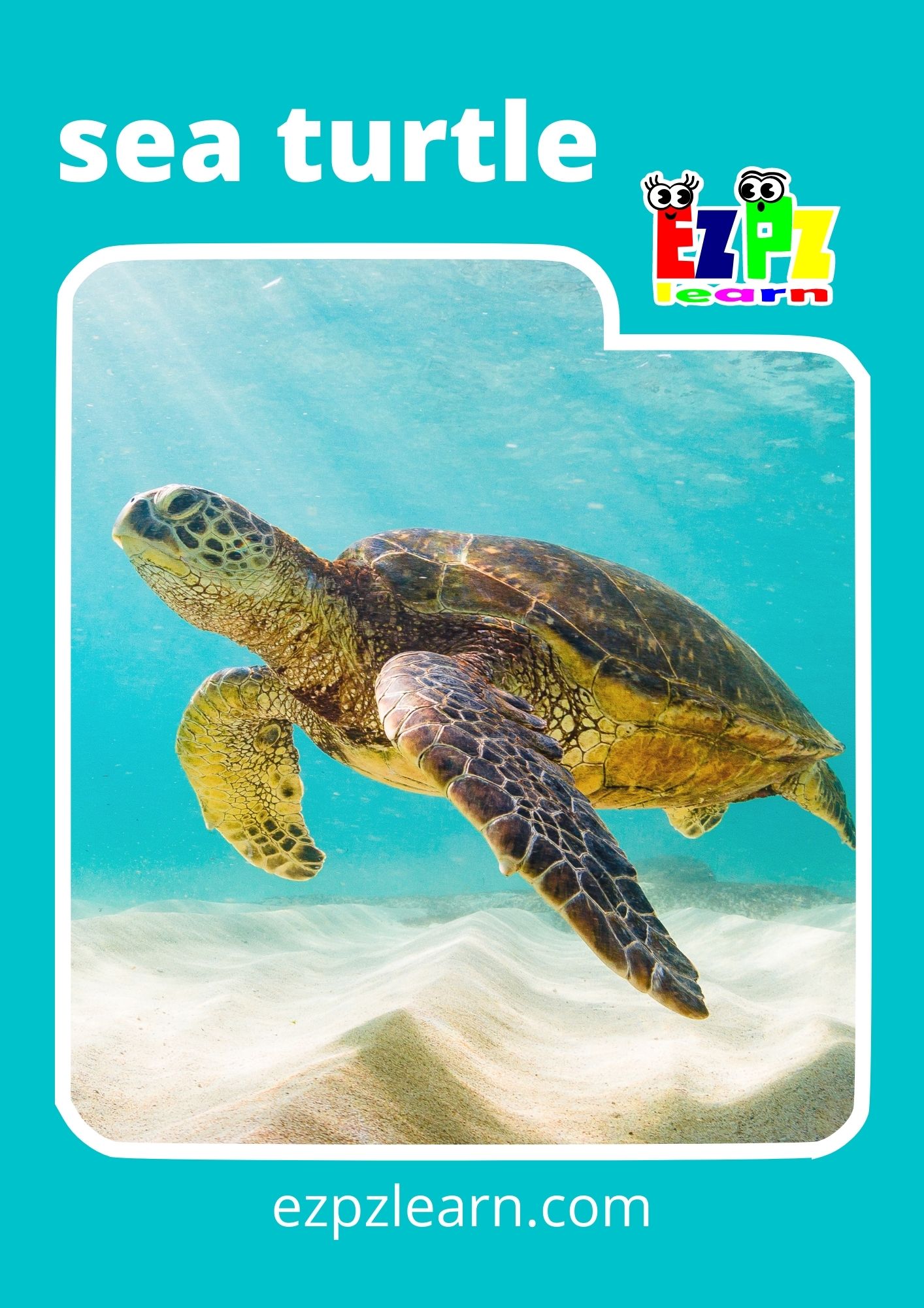 Sea Animals Photo Flashcards - Ezpzlearn.com
