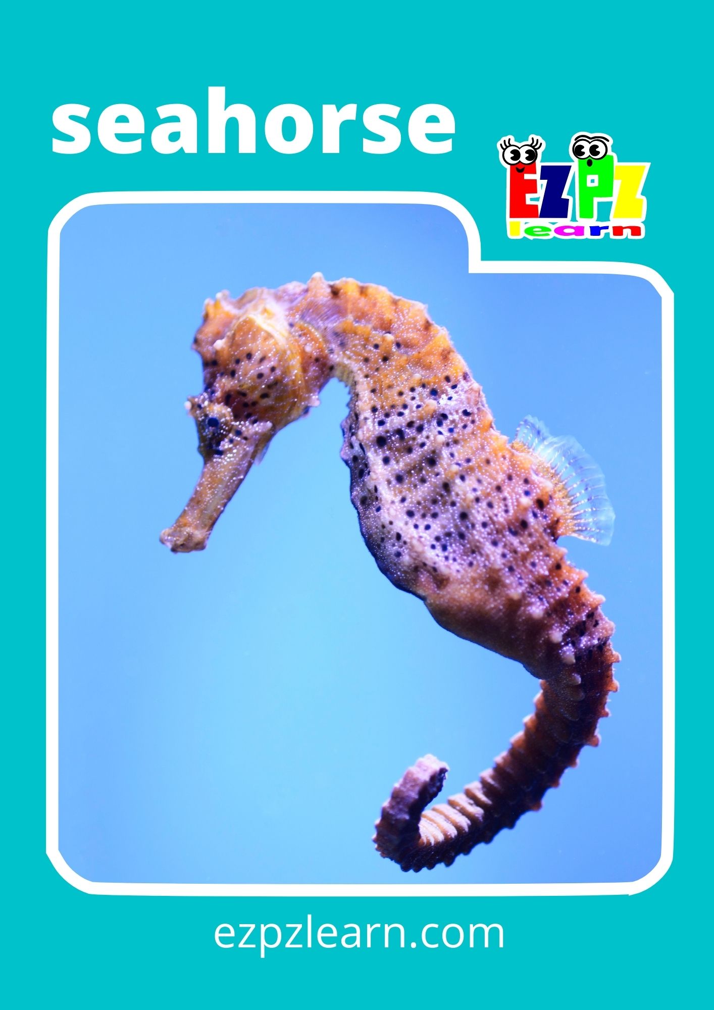 Sea Animals Photo Flashcards - Ezpzlearn.com