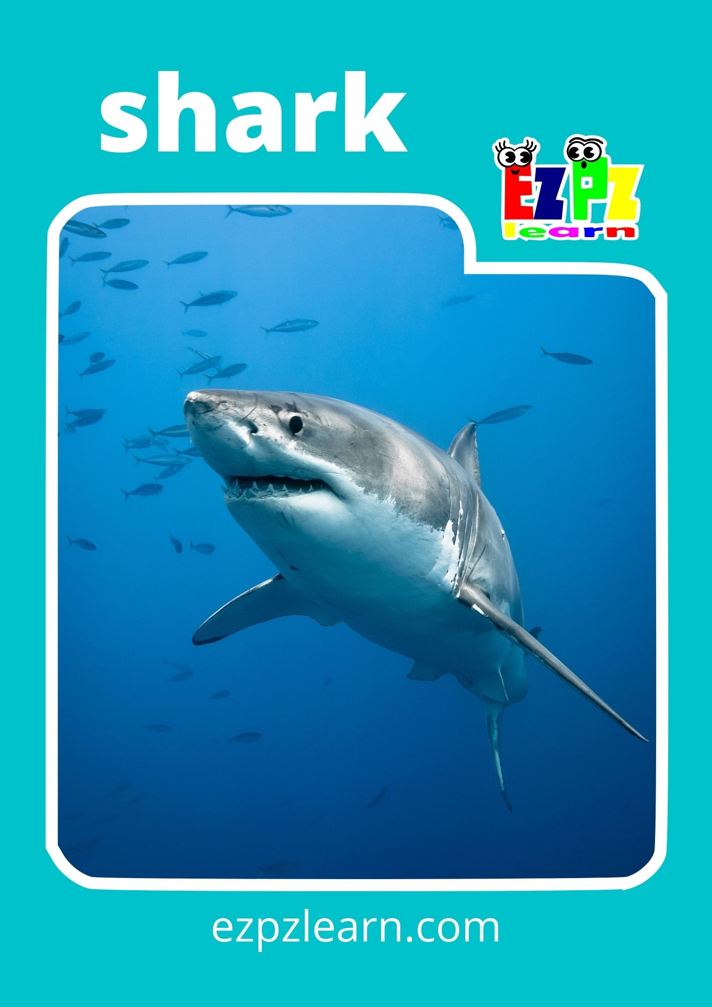 Sea Animals Photo Flashcards - Ezpzlearn.com
