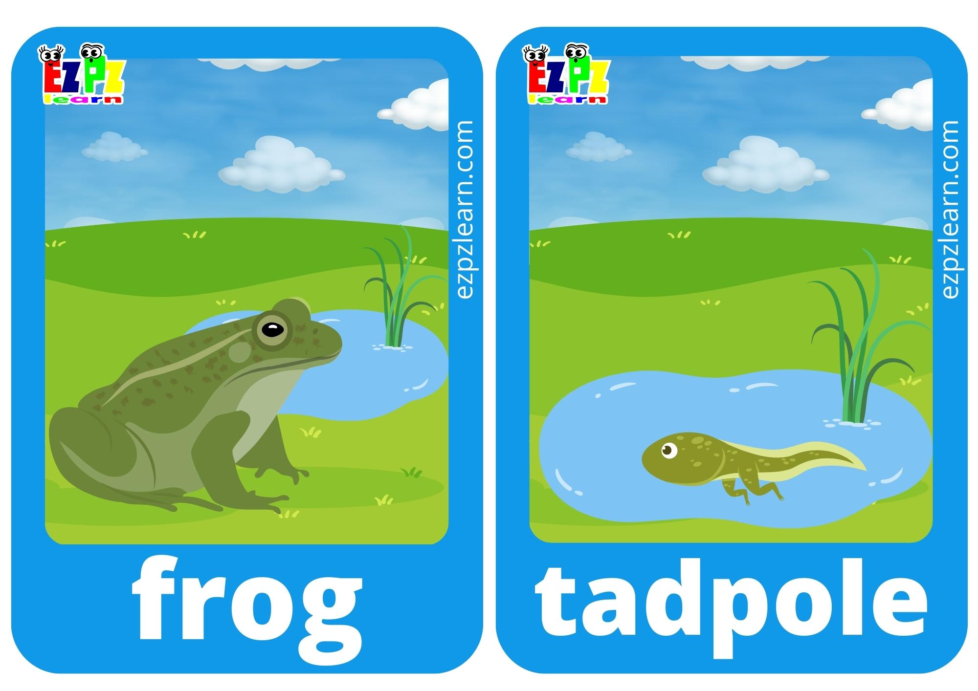 Animals and Their Young Mini Color Flashcards for Kindergarten and ...