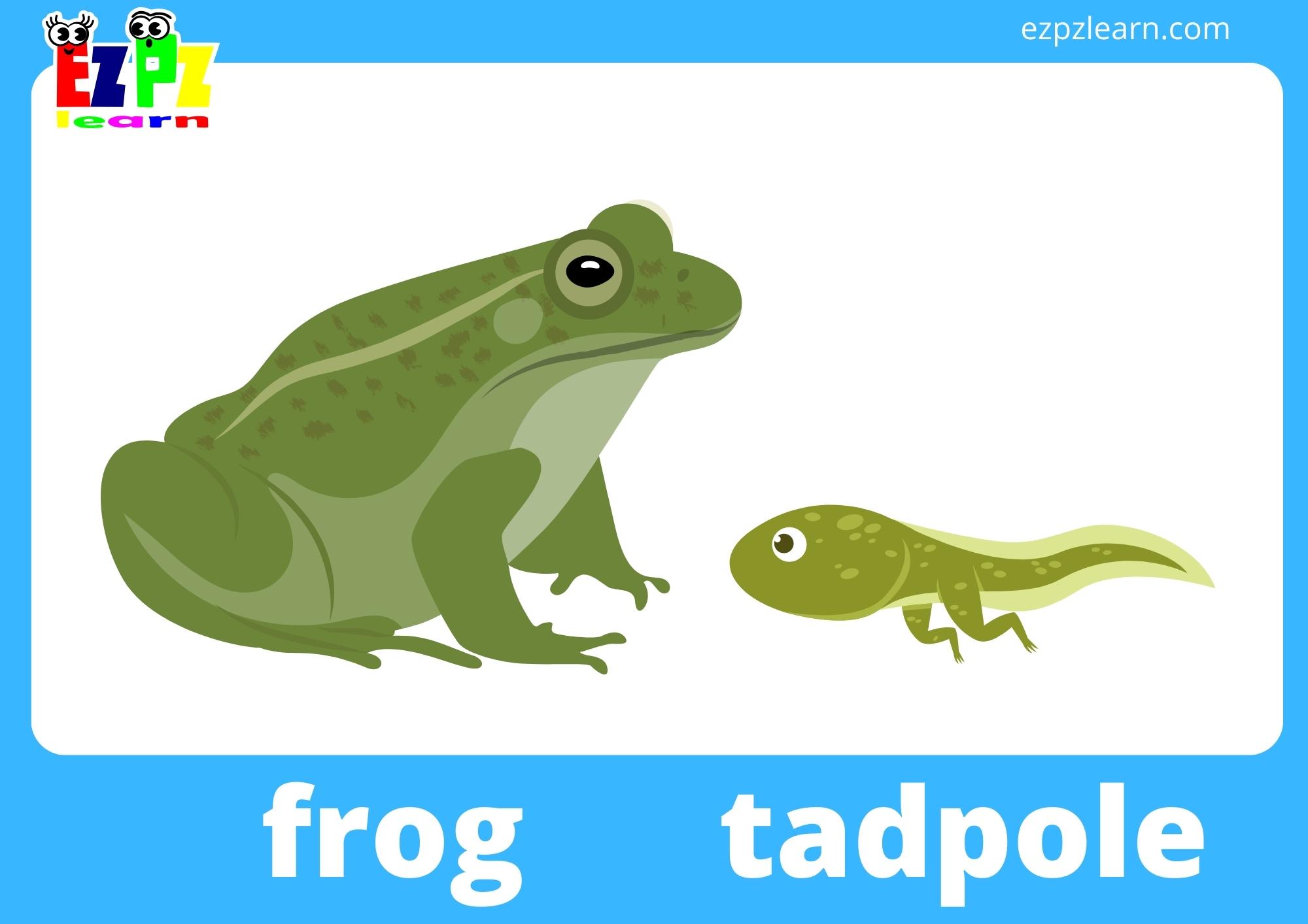 Animals and Their Young Flashcards for Kindergarten and English ...