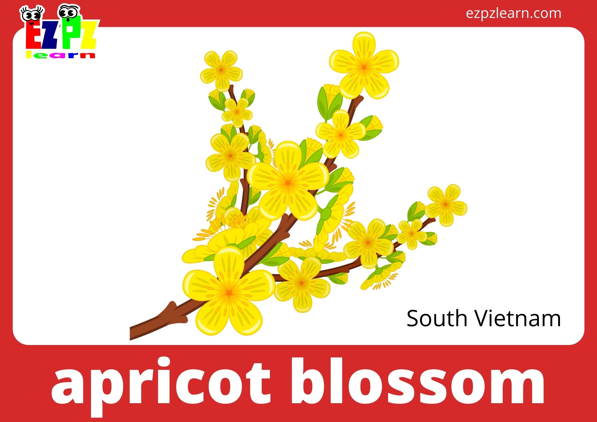 Tet Lunar New Year Flashcards View Online or Free PDF Download ...