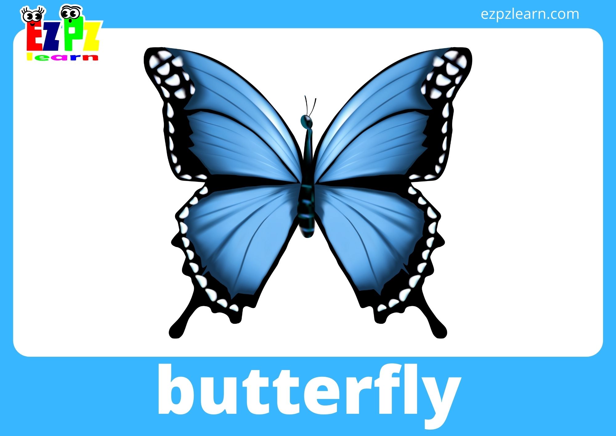 Insects & Bugs Flashcards With Words View Online or Free PDF Download ...