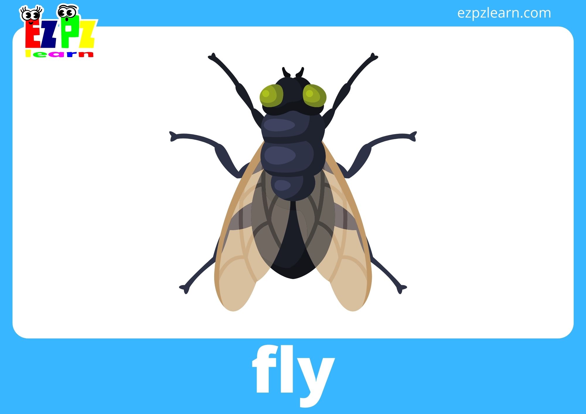 Insects & Bugs Flashcards With Words View Online or Free PDF Download ...