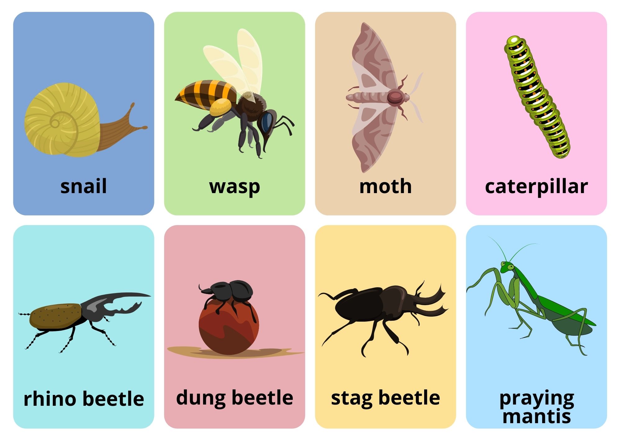 Insects & Bugs Flashcards With Words View Online or Free PDF Download ...