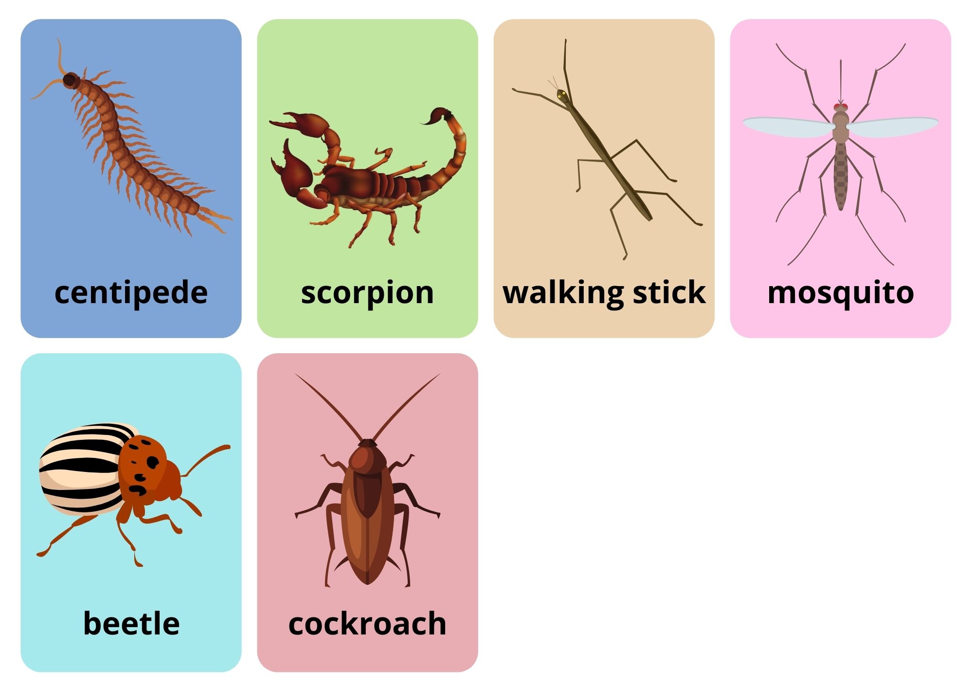 Insects & Bugs Flashcards With Words View Online or Free PDF Download ...