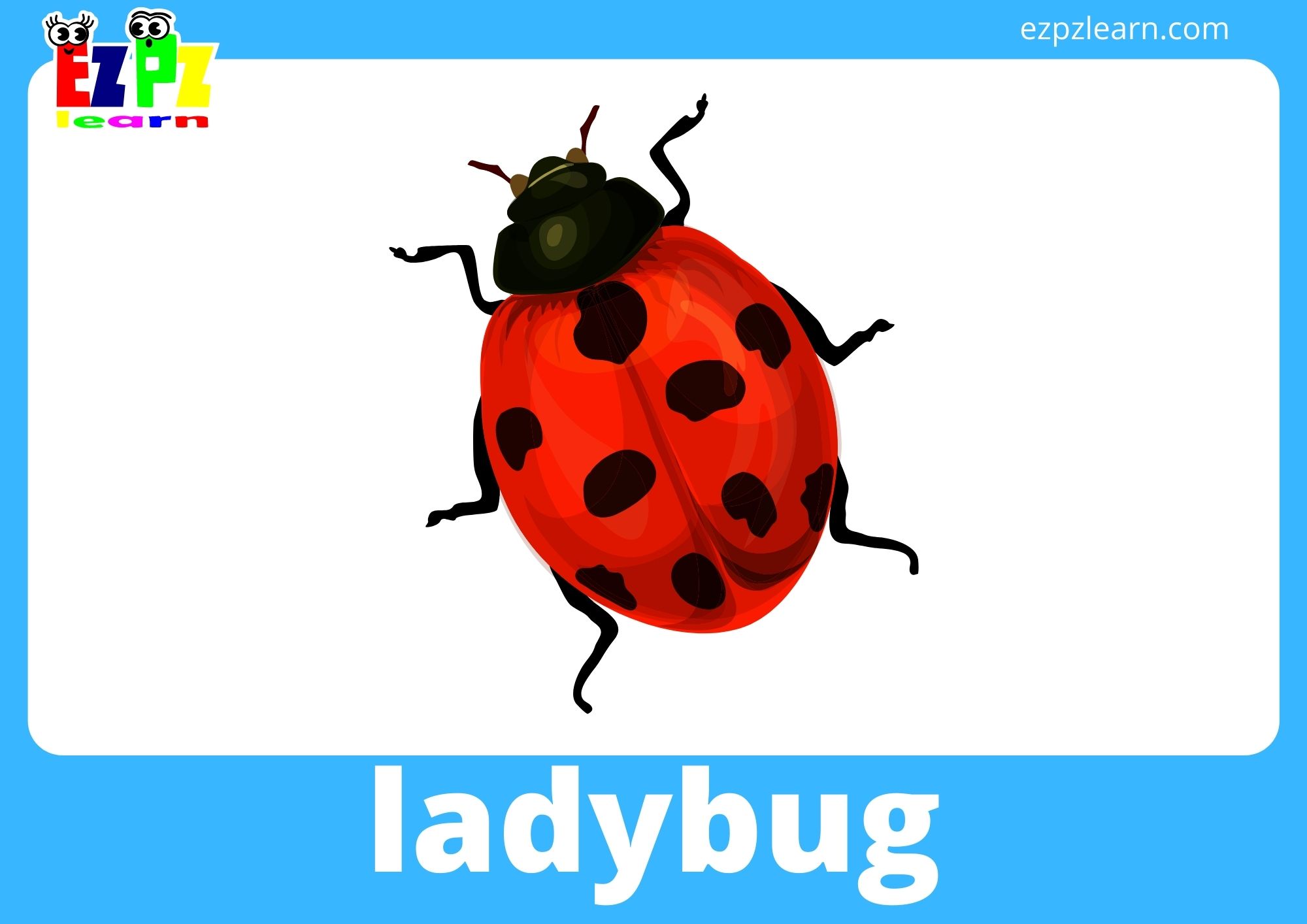 Insects & Bugs Flashcards With Words View Online or Free PDF Download ...