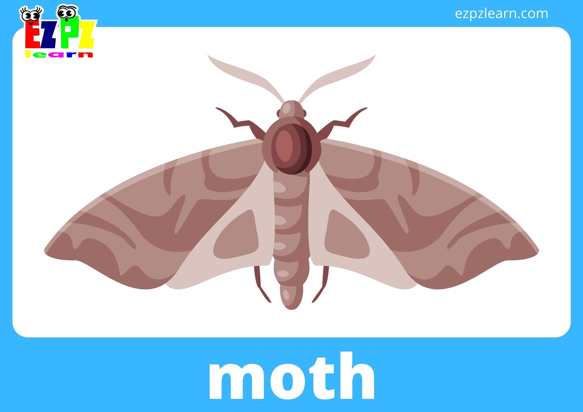 Insects & Bugs Flashcards With Words View Online or Free PDF Download ...