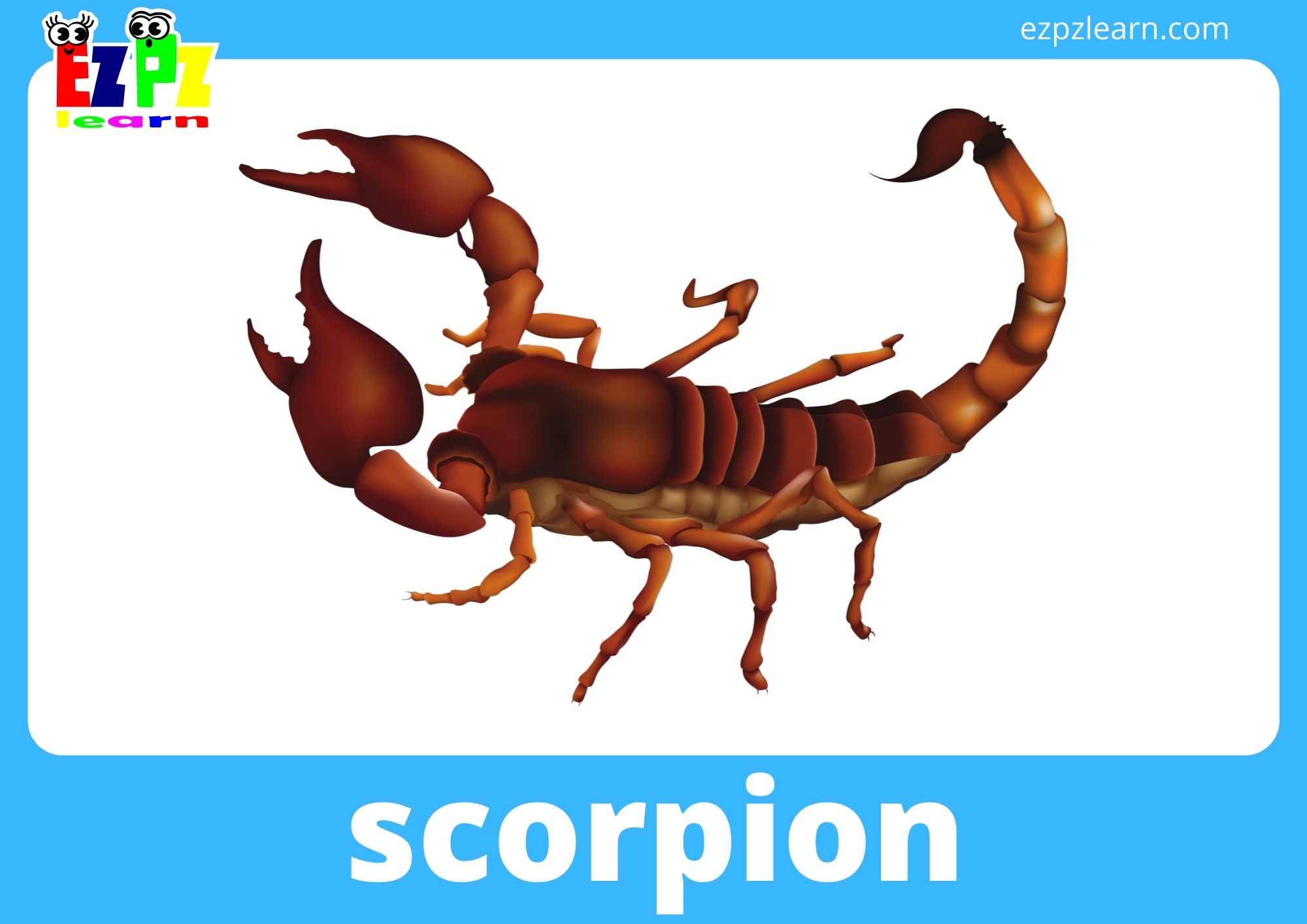 Insects & Bugs Flashcards With Words View Online or Free PDF Download ...