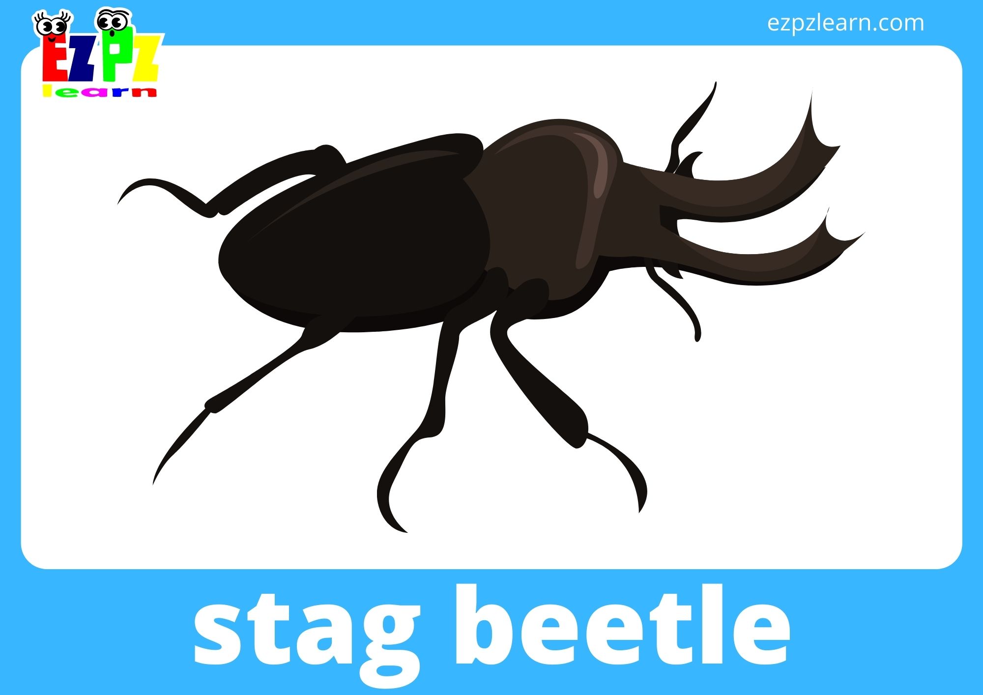 Insects & Bugs Flashcards With Words View Online or Free PDF Download ...
