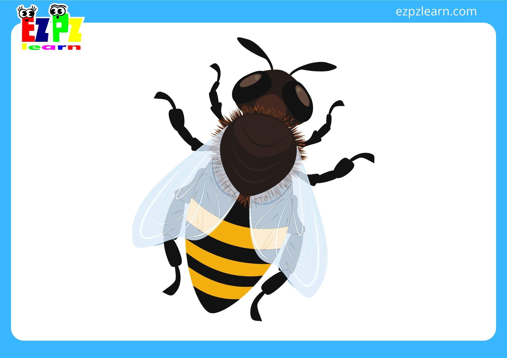 Insects & Bugs Flashcards View Online or Free Download PDF - Ezpzlearn.com
