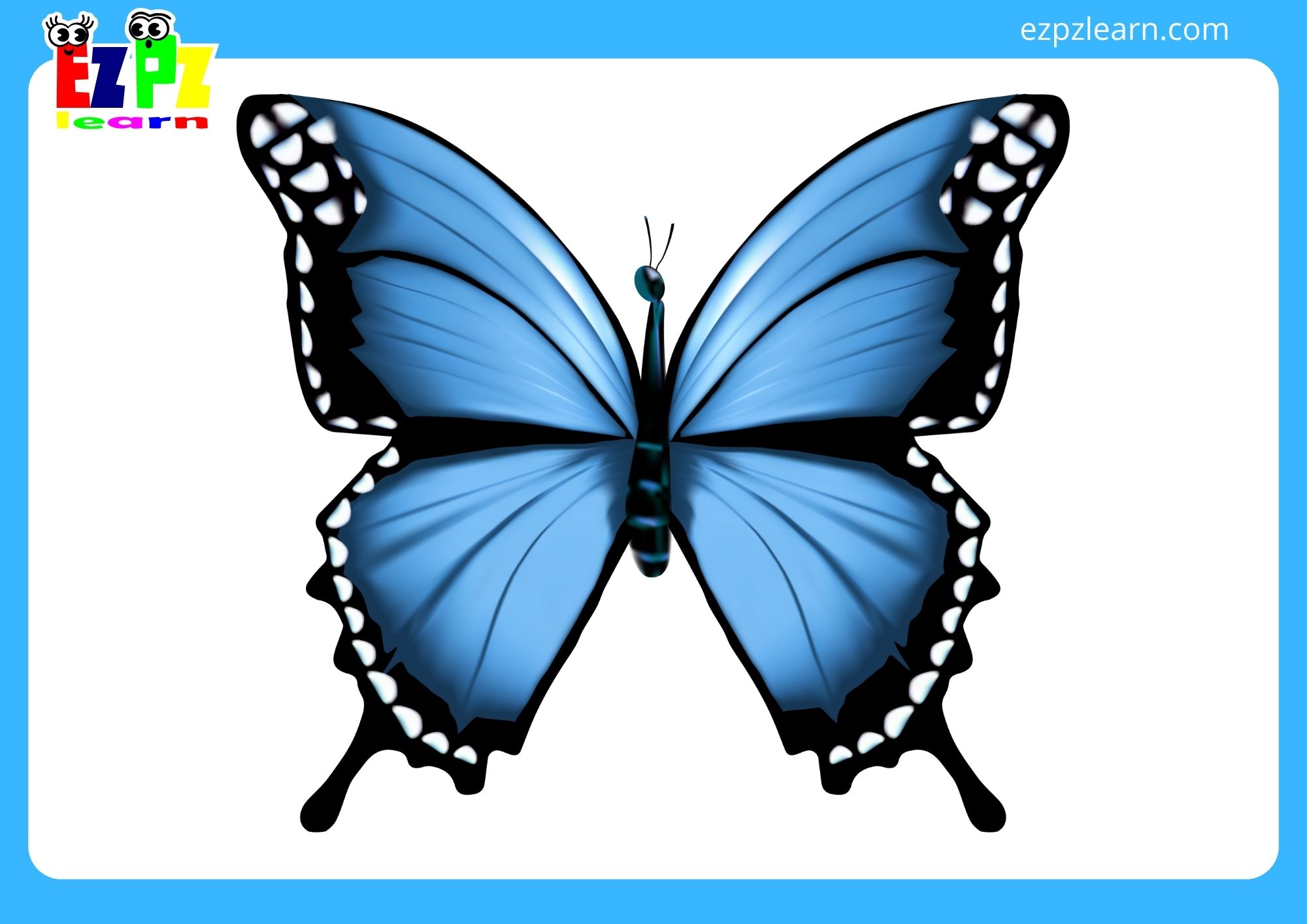 Insects & Bugs Flashcards View Online or Free Download PDF - Ezpzlearn.com