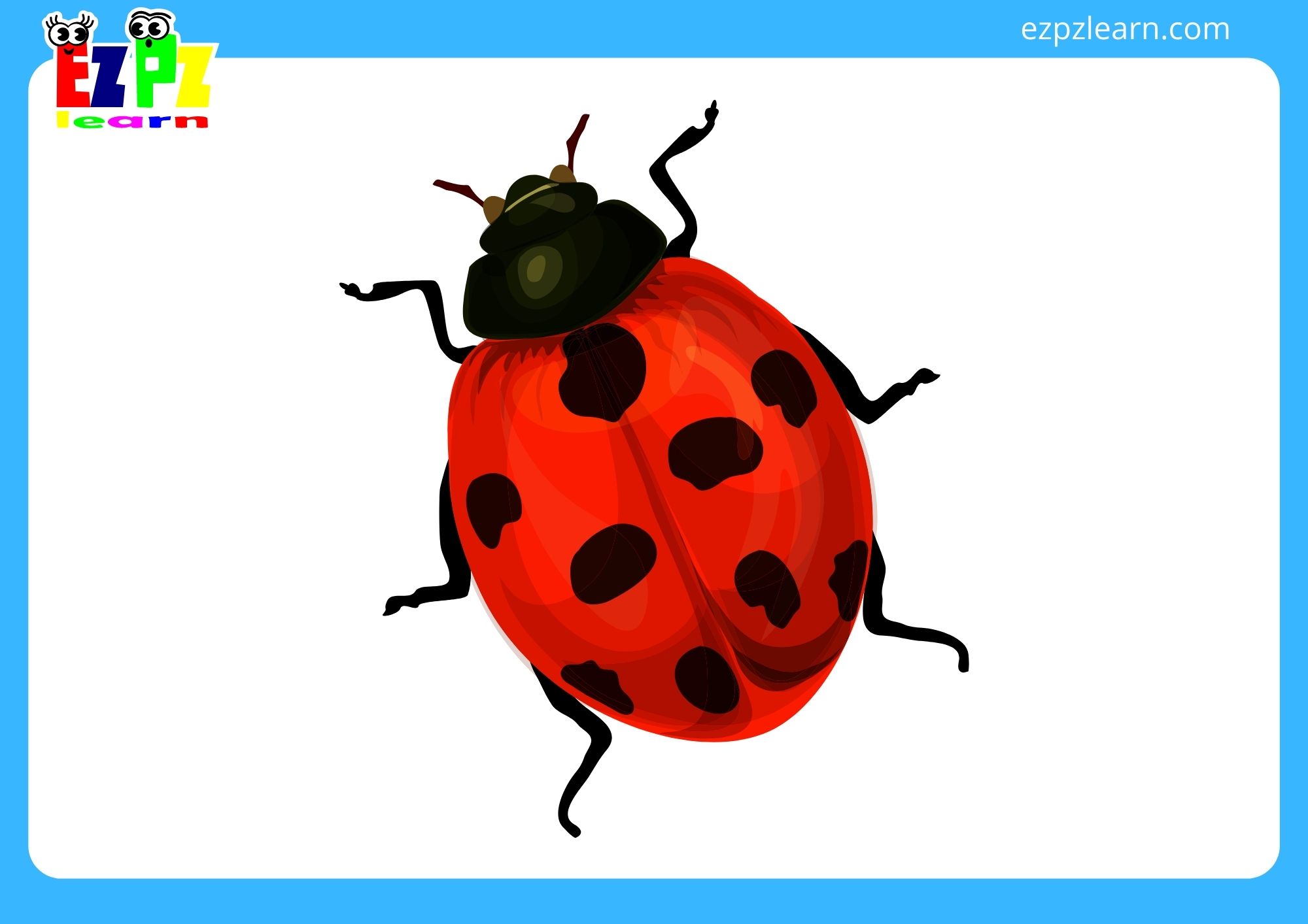 Insects & Bugs Flashcards View Online or Free Download PDF - Ezpzlearn.com
