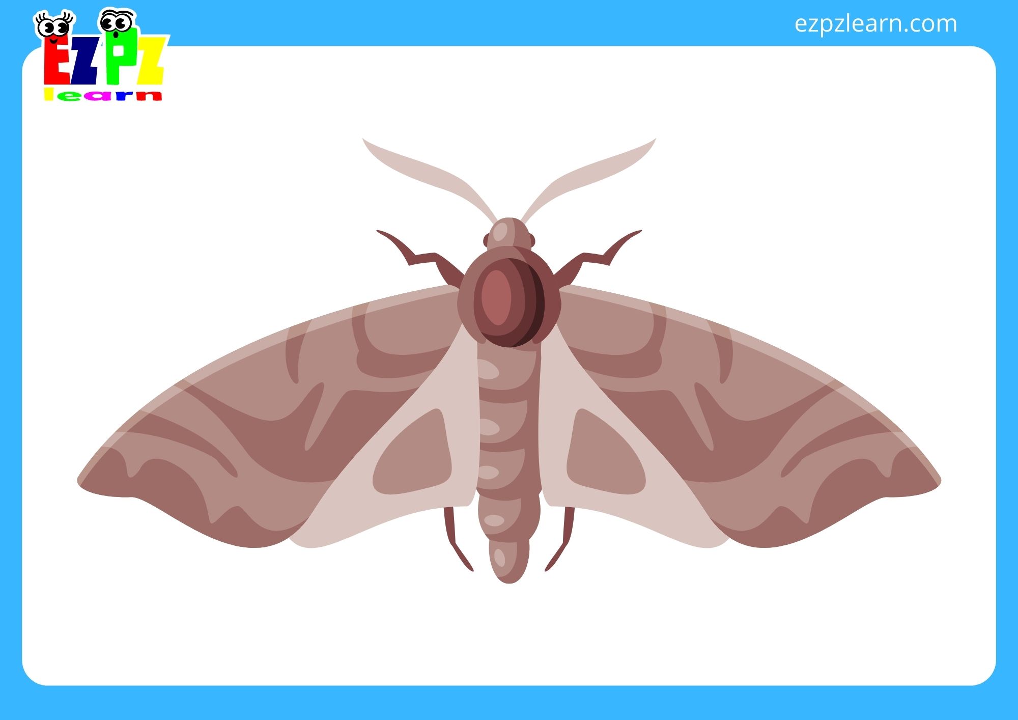 Insects & Bugs Flashcards View Online or Free Download PDF - Ezpzlearn.com