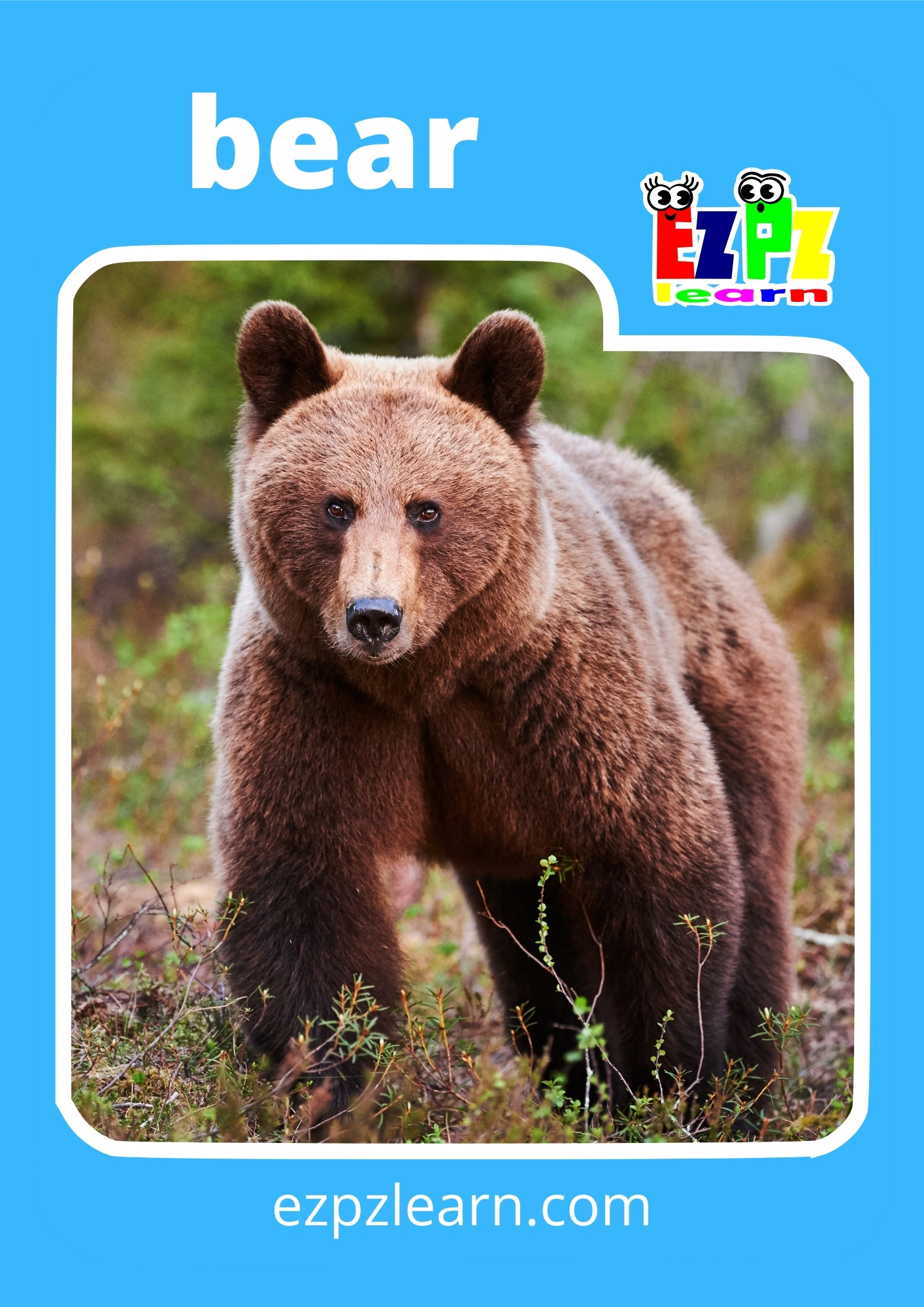 Wild Animals Flashcards with Photos Flashcards View Online or PDF ...