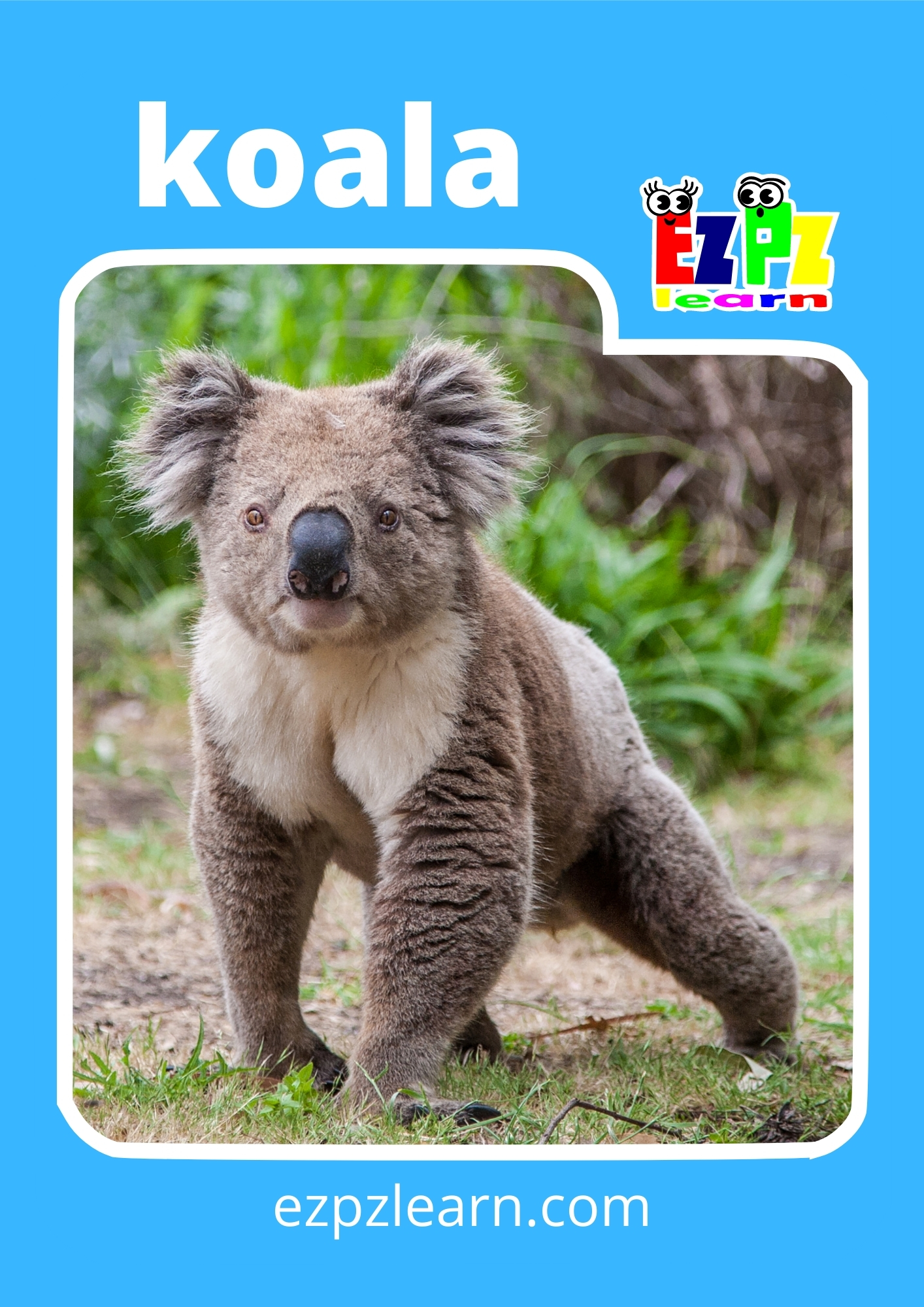 Wild Animals Flashcards with Photos Flashcards View Online or PDF ...