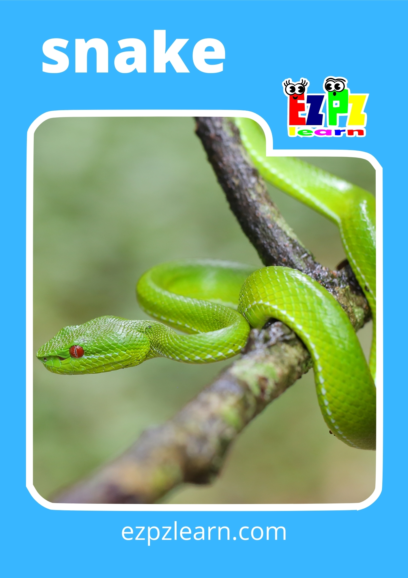 Wild Animals Flashcards with Photos Flashcards View Online or PDF ...