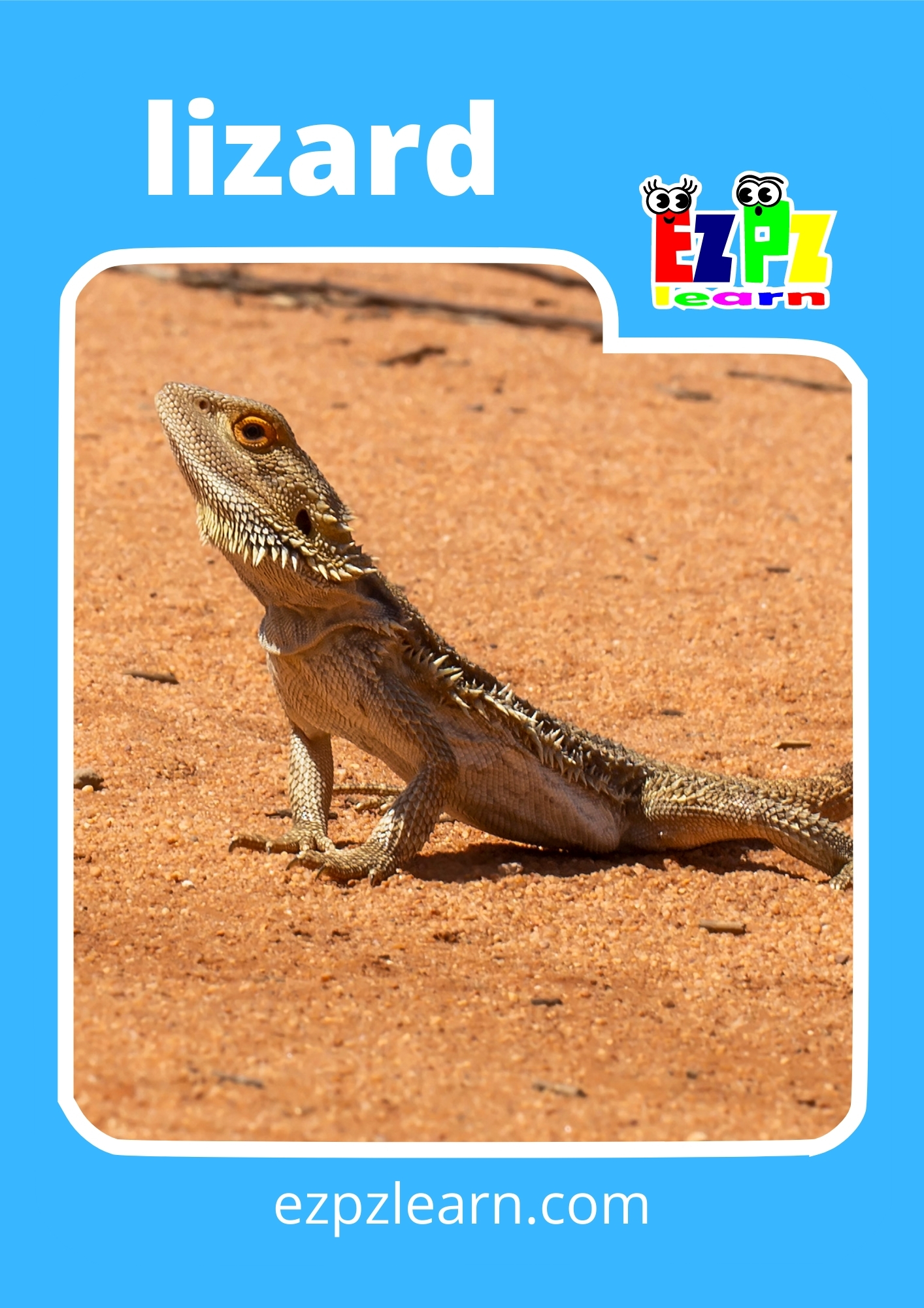 Wild Animals Flashcards with Photos Flashcards View Online or PDF ...
