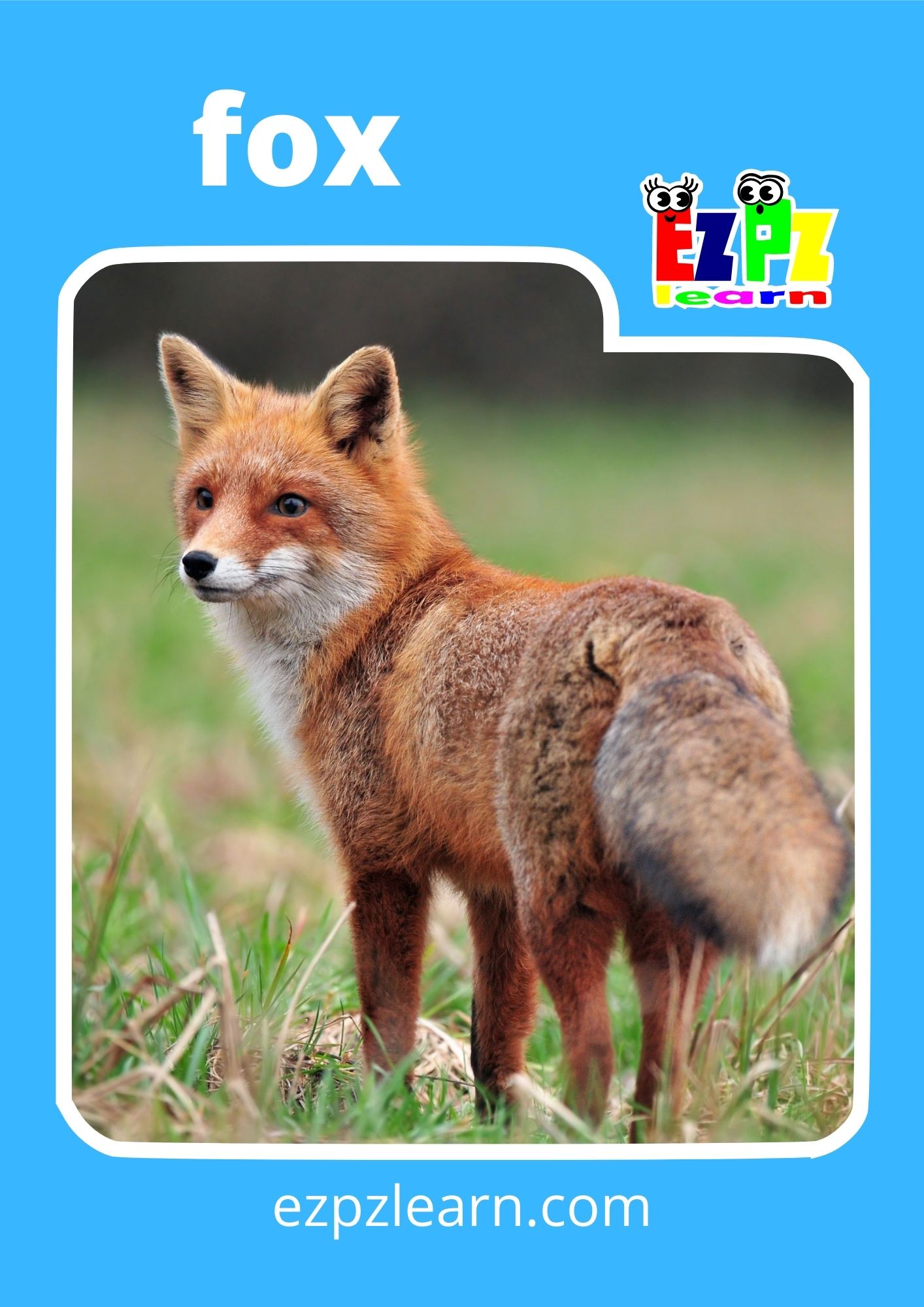 Wild Animals Flashcards with Photos Flashcards View Online or PDF ...
